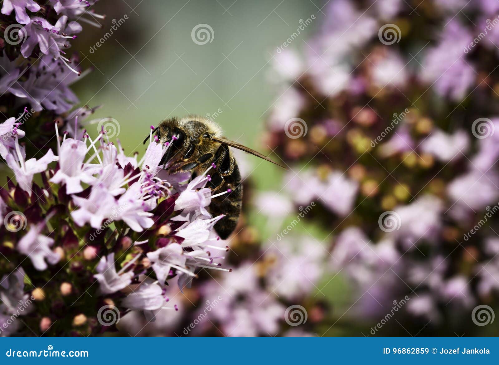 The Bee is Drinking Pollen from the Oregano Flower Stock Image - Image ...