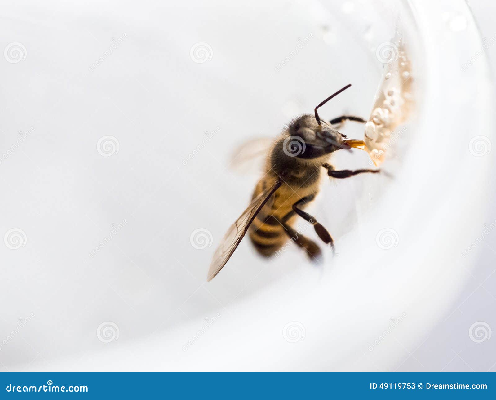 Bee drinking soda stock image. Image of close, insect - 49119753