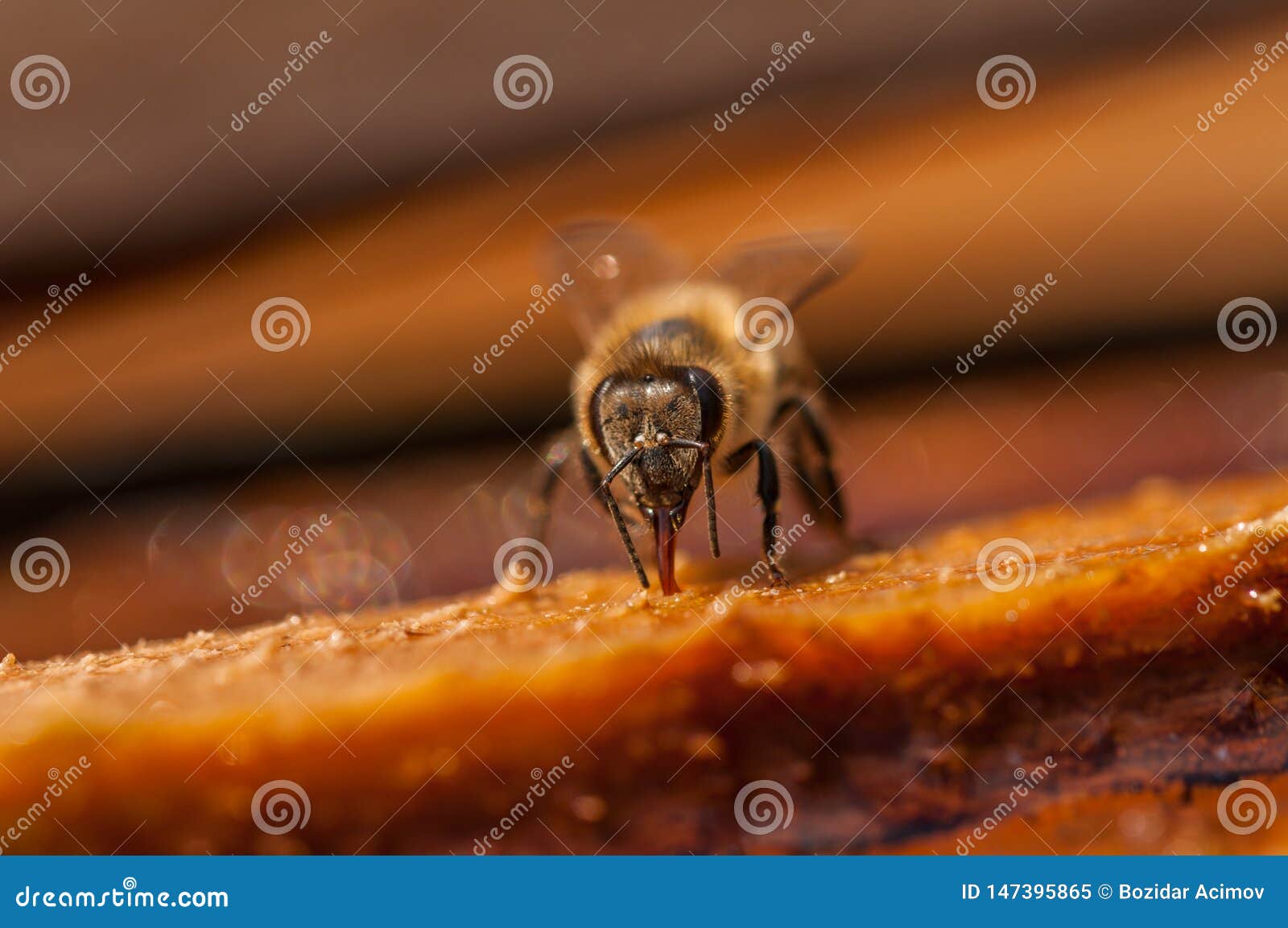 The Bee is Drinking Water.Macro.Insect Stock Image - Image of green ...