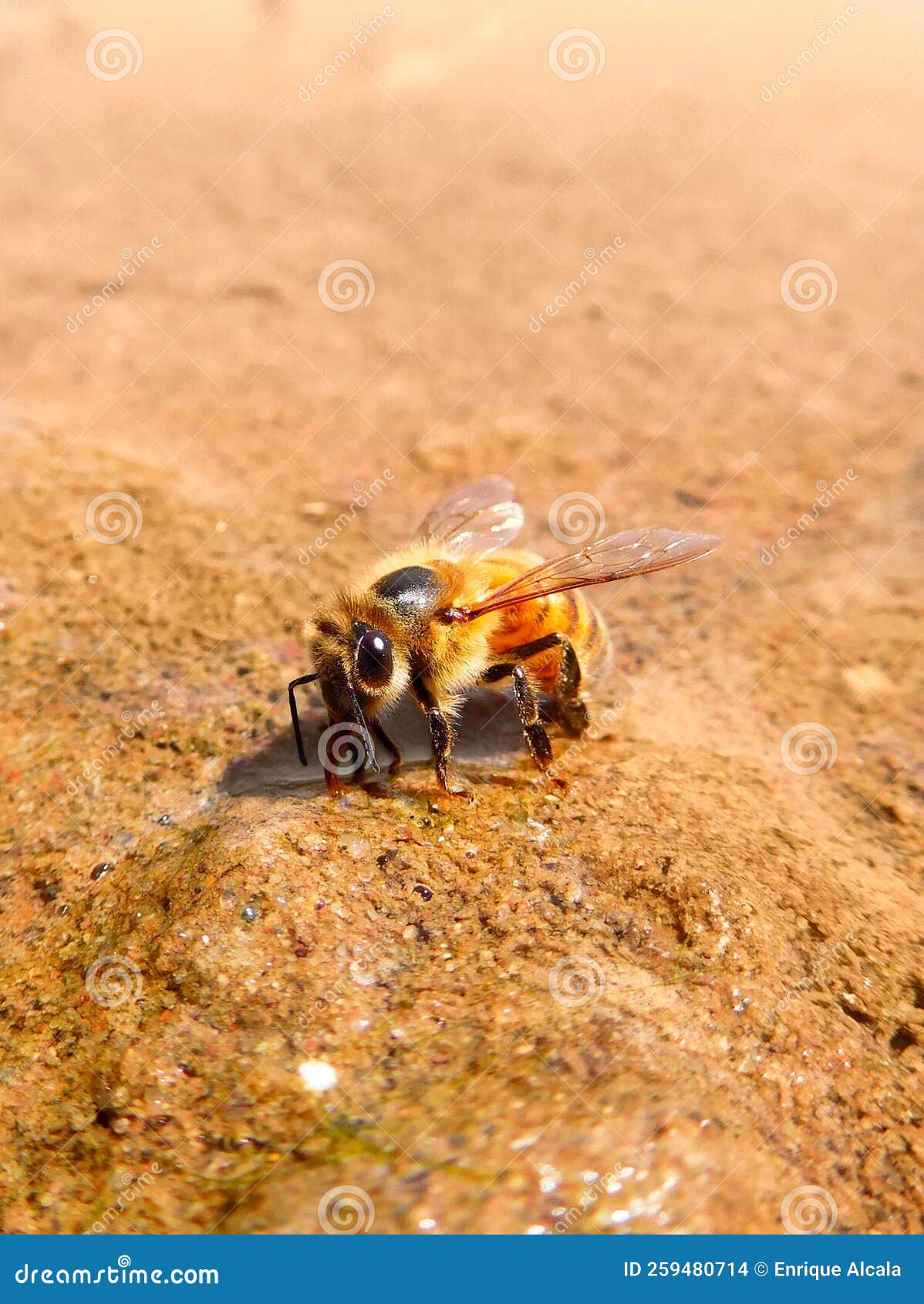 Bee Drinking Water from Ground Stock Photo - Image of yellow, wildlife ...