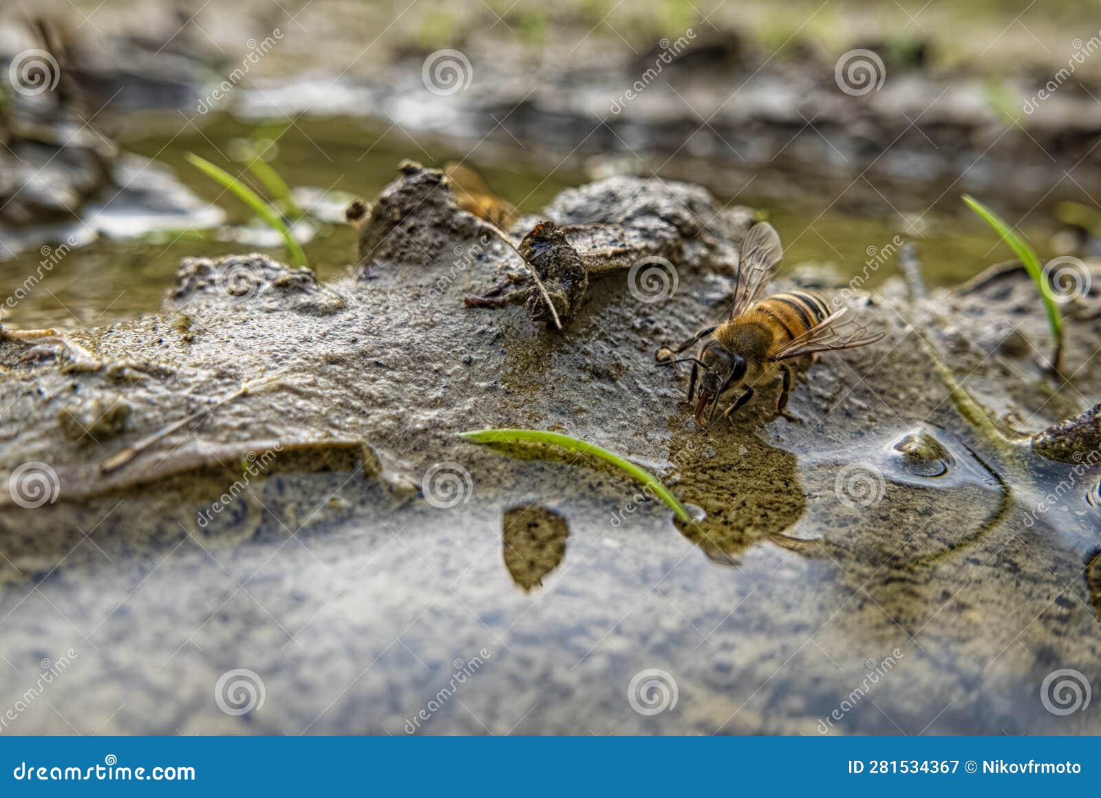 Bee Drinking Water in a Puddle Stock Image - Image of insect, animal ...