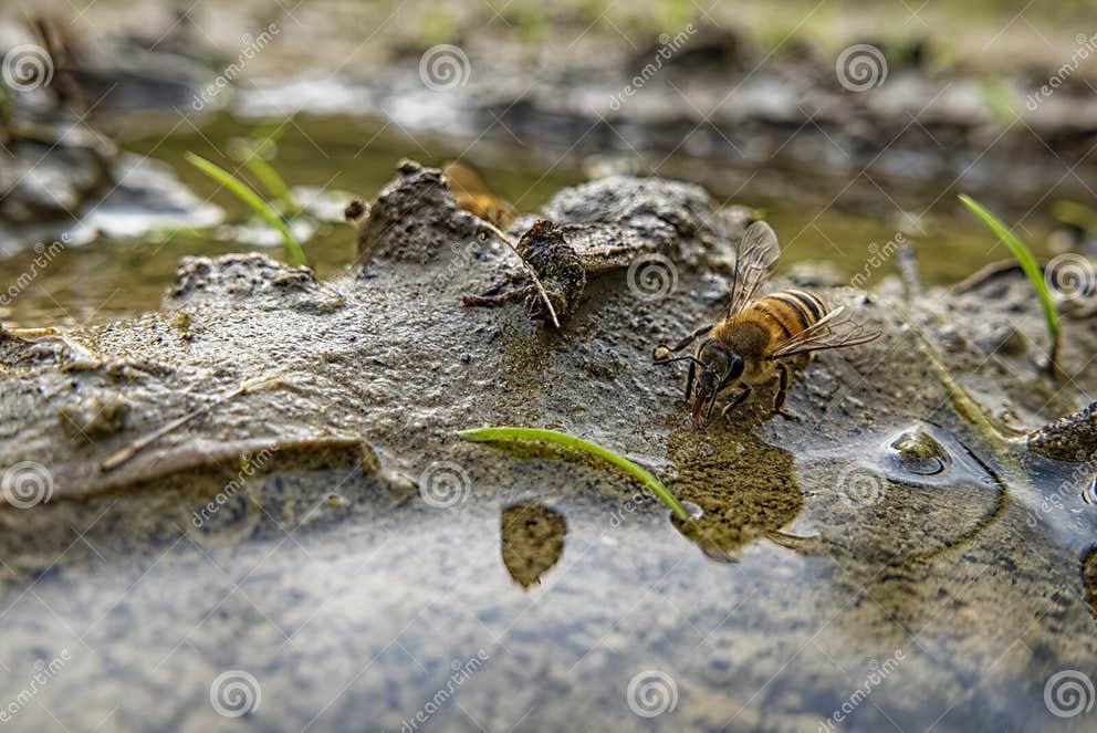 Bee Drinking Water in a Puddle Stock Image - Image of insect, animal ...