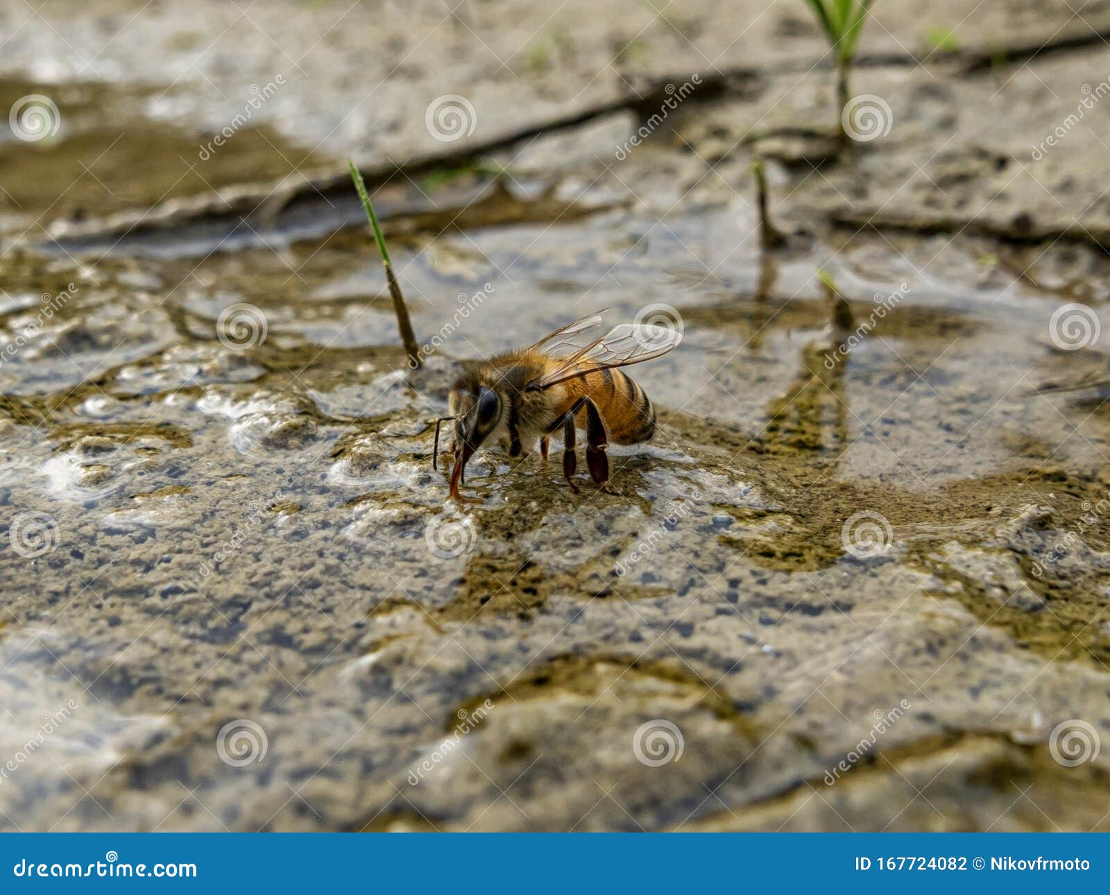 Bee Drinking Water in a Puddle Stock Photo - Image of background ...