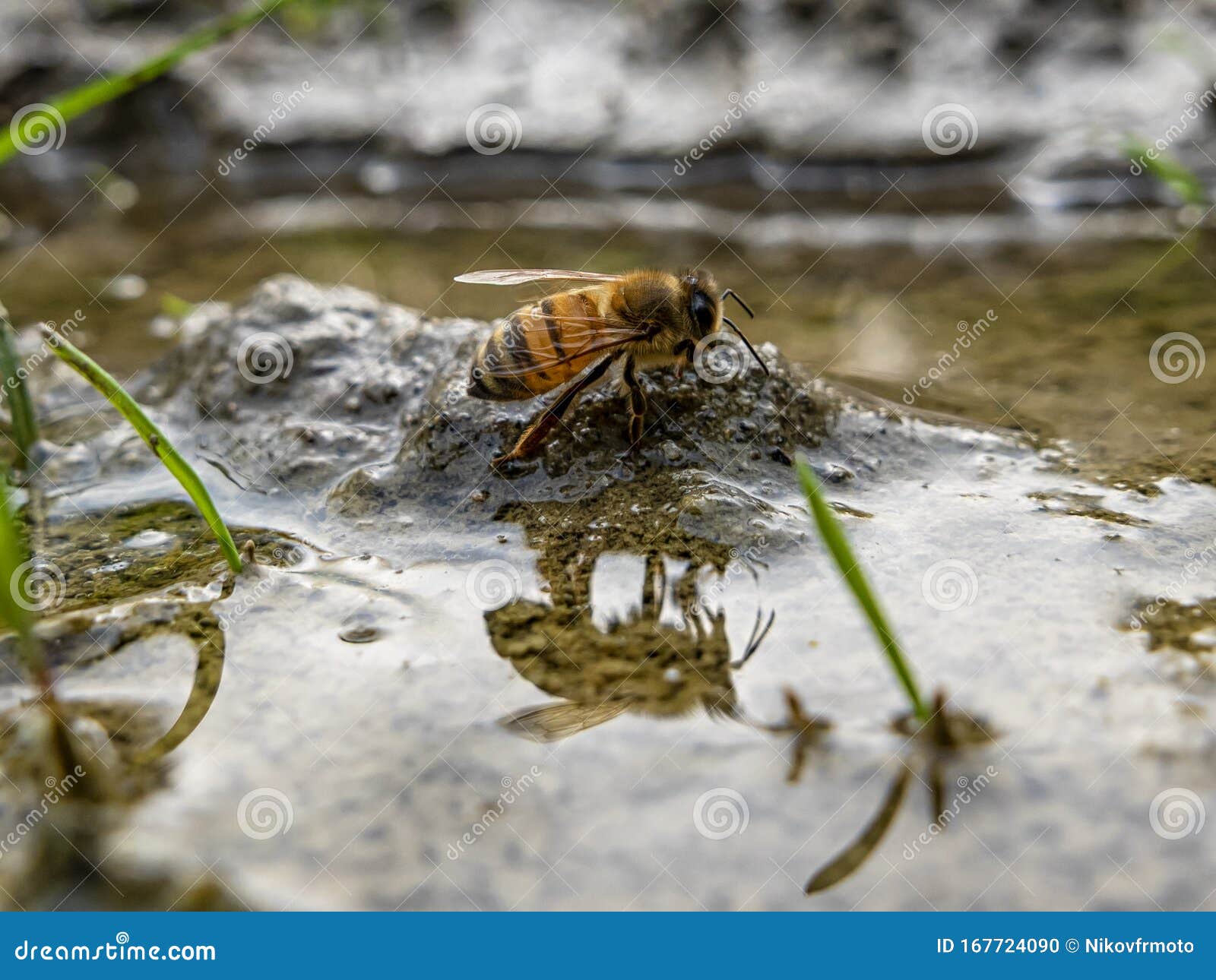 Bee Drinking Water in a Puddle Stock Photo - Image of closeup, golden ...