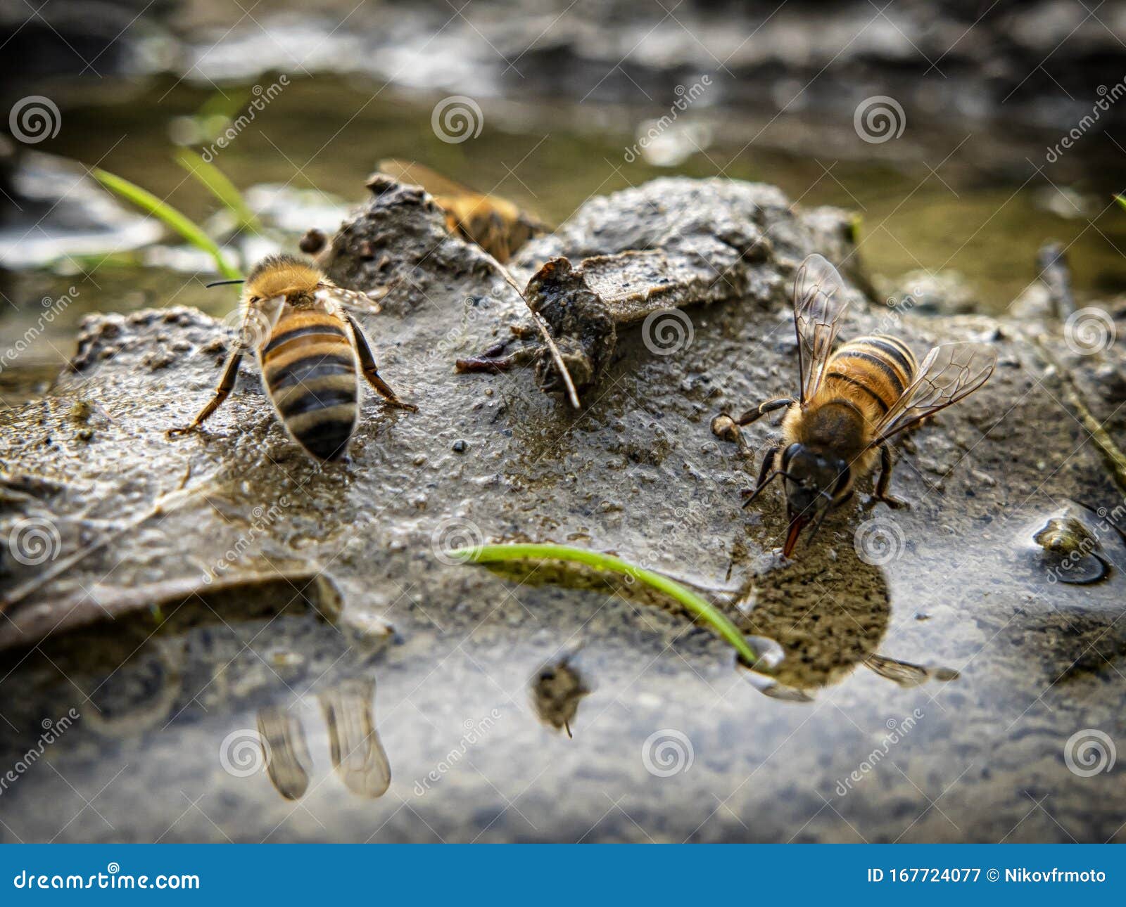 Bee Drinking Water in a Puddle Stock Image - Image of fauna, nature ...