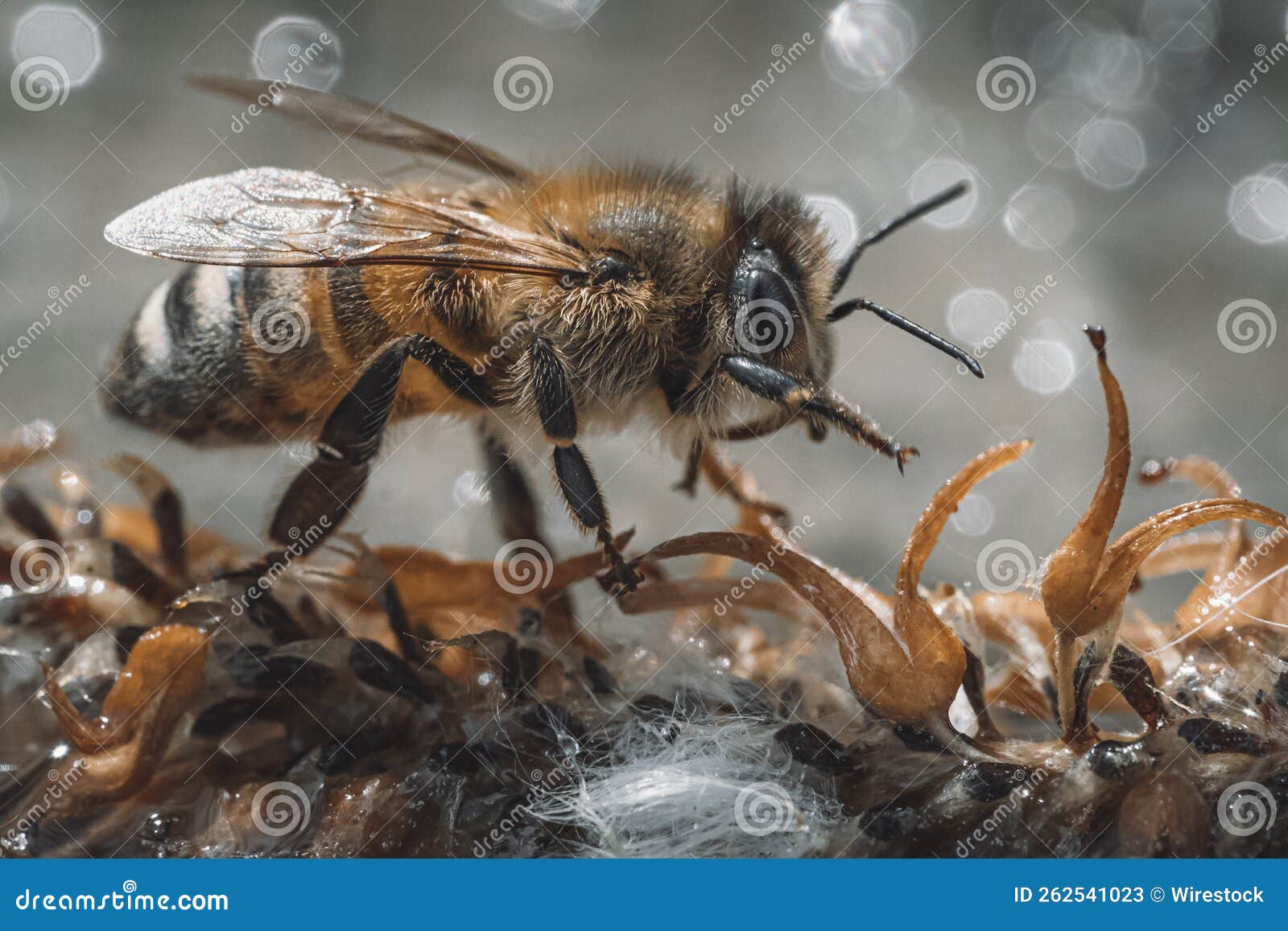Bee Drinking Water from Wet Soil Macro Shot Stock Image - Image of ...