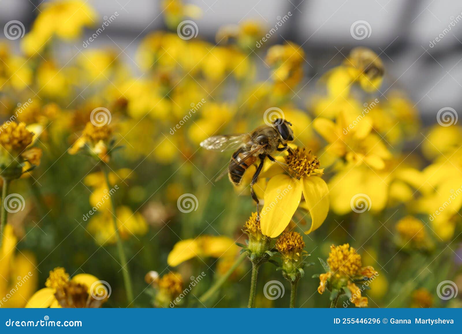A Bee Drinks Nectar from Flowers in a Flower Bed, Stock Photo - Image ...