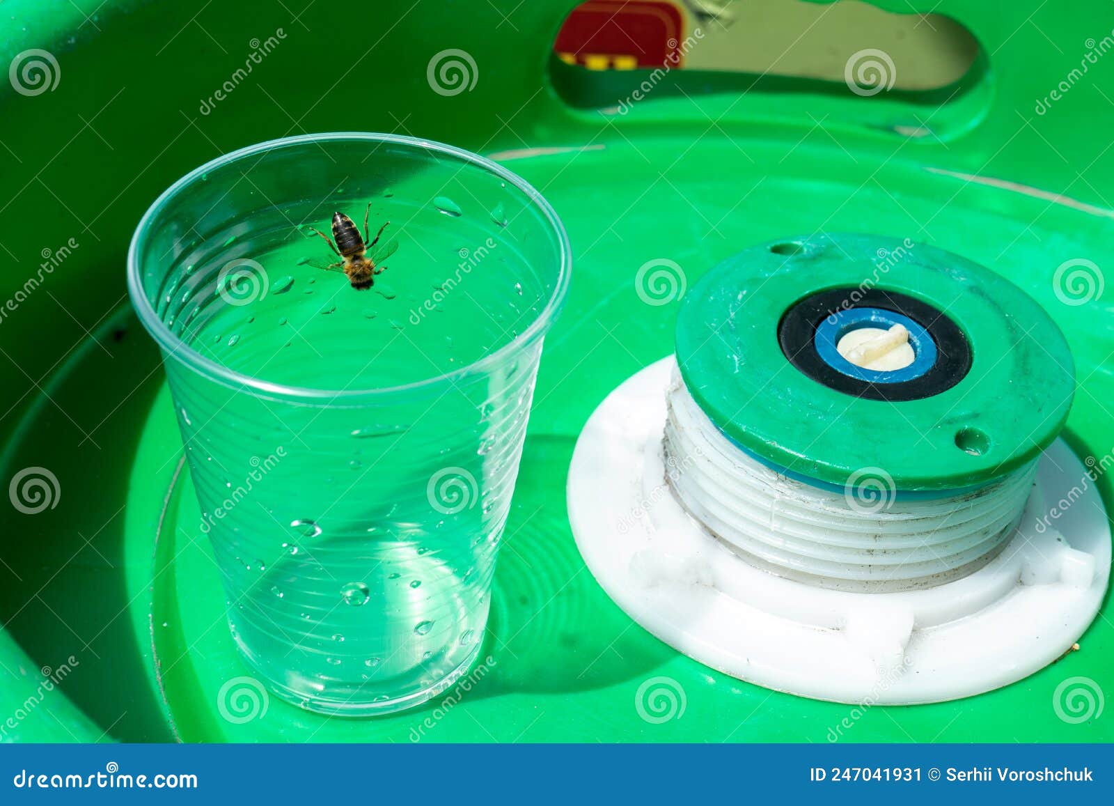 Bee Drinks Water from a Disposable Plastic Cup on a Green Keg Stock ...
