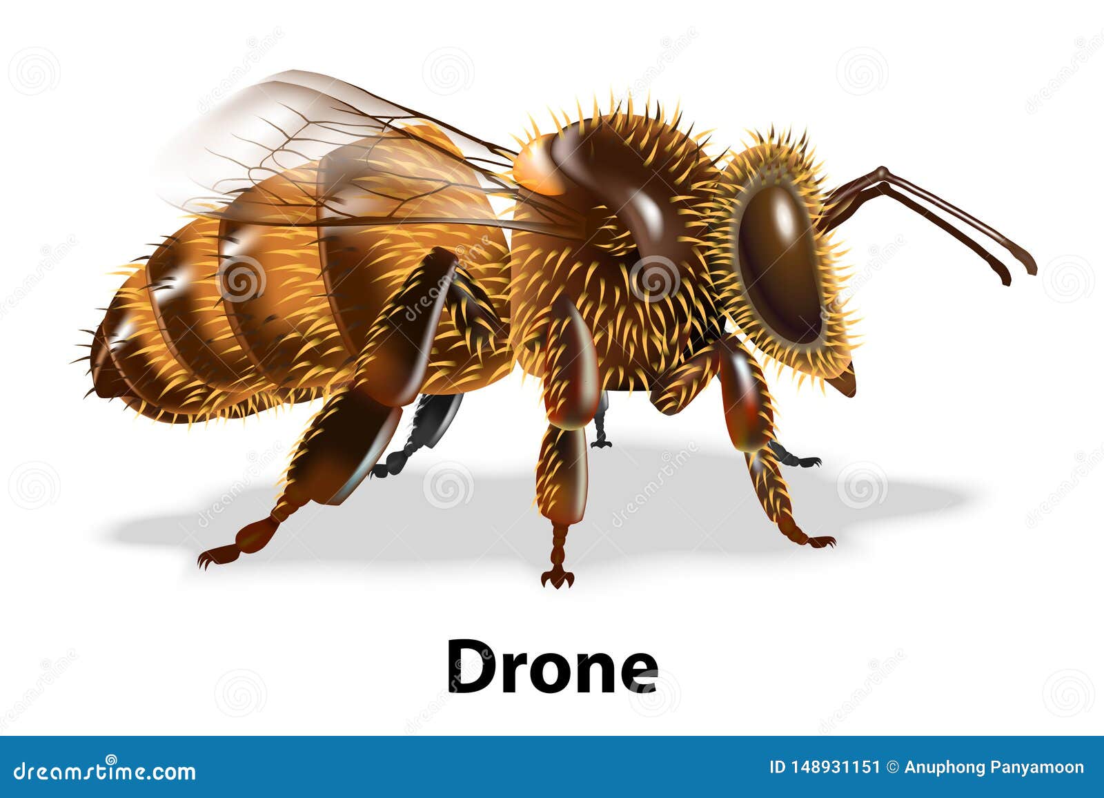 Bee Drone Side Vector on White Background Stock Vector - Illustration ...