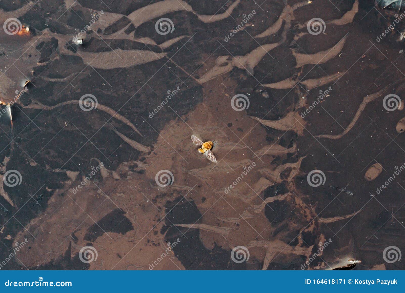 Puddle In A Sunken Road In A Forest Royalty-Free Stock Photo ...