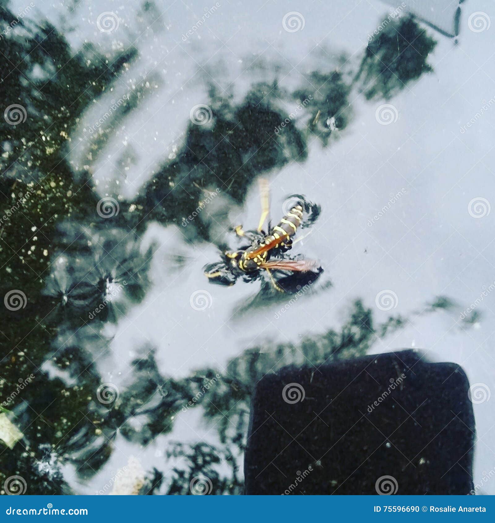 Bee drowning in the water stock photo. Image of pond - 75596690