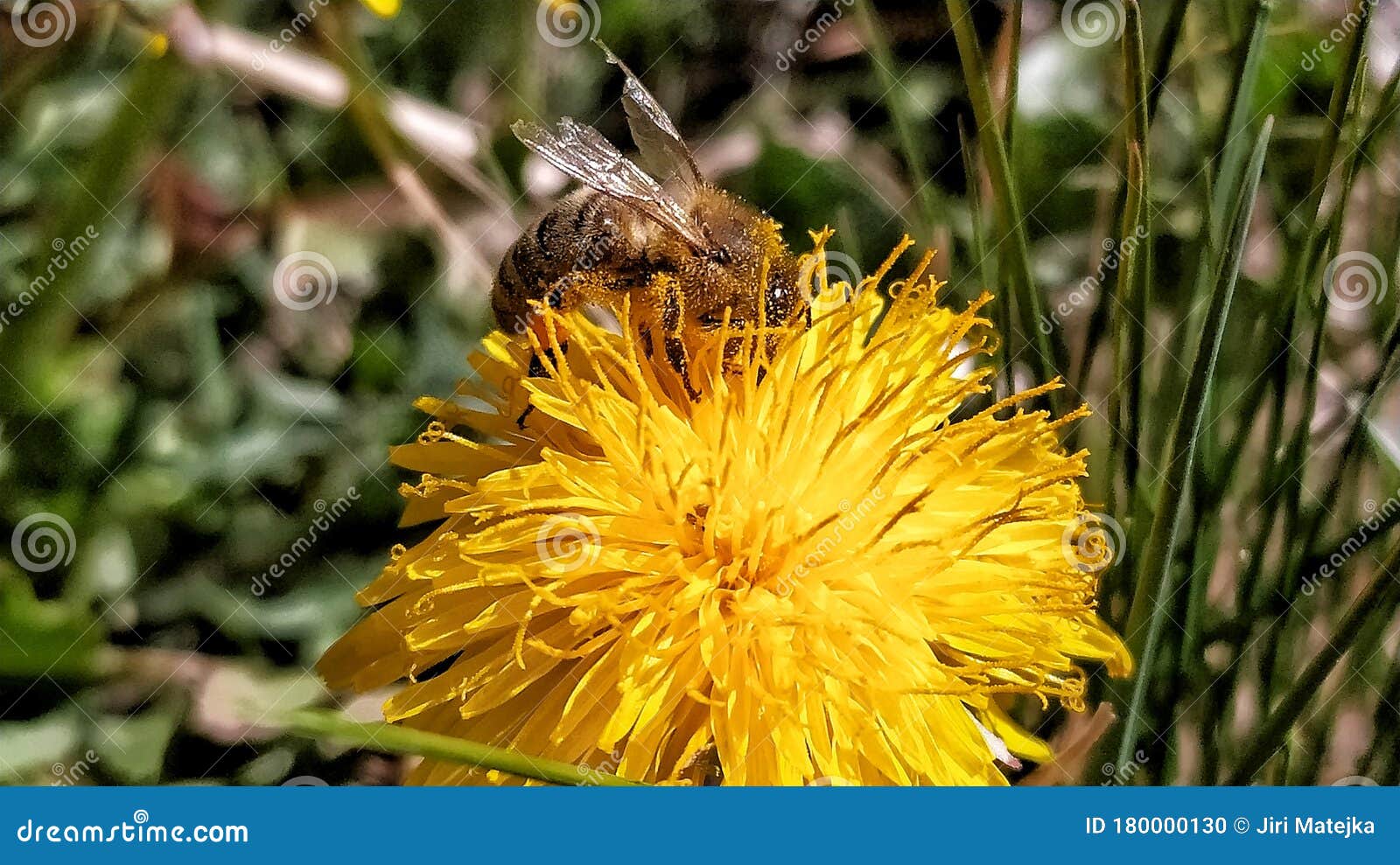 Bee drunk dandelion stock photo. Image of pollinator - 180000130