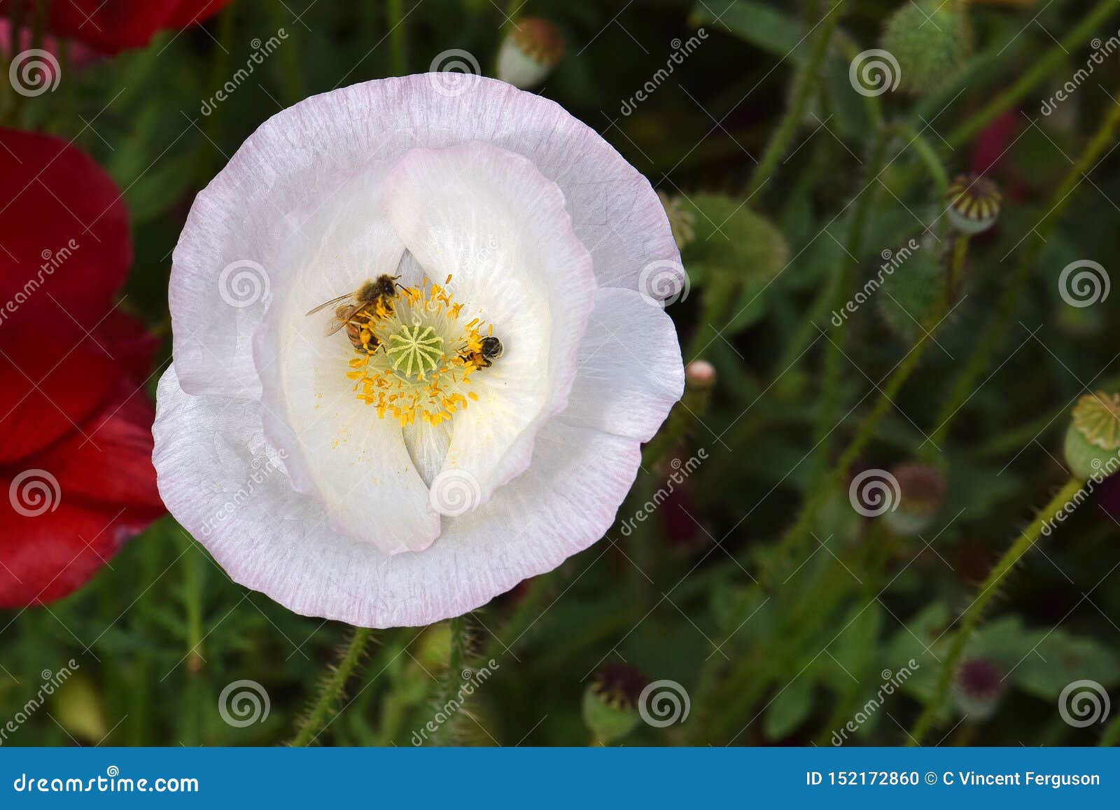 Bee Duo Peace Poppy stock photo. Image of floral, insect - 152172860