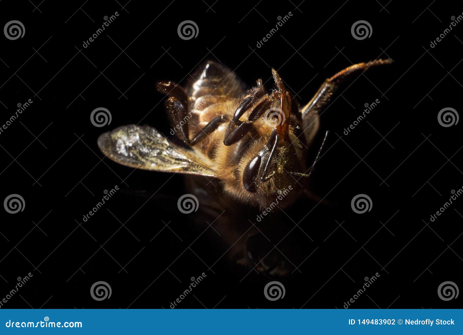 Bee Dying from Natural Causes Stock Photo - Image of bees, nature ...