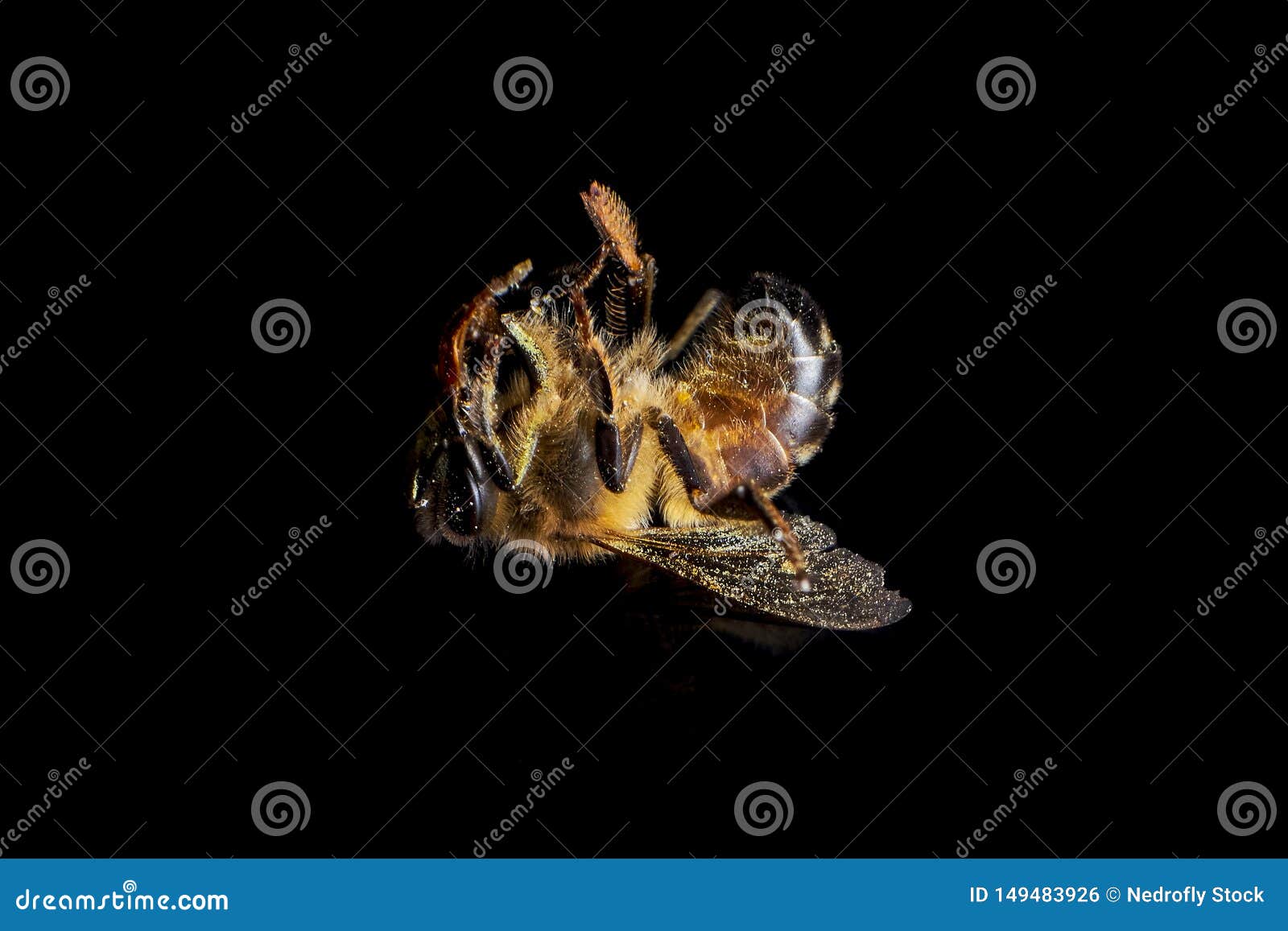 Bee Dying from Natural Causes Stock Photo - Image of dead, health ...