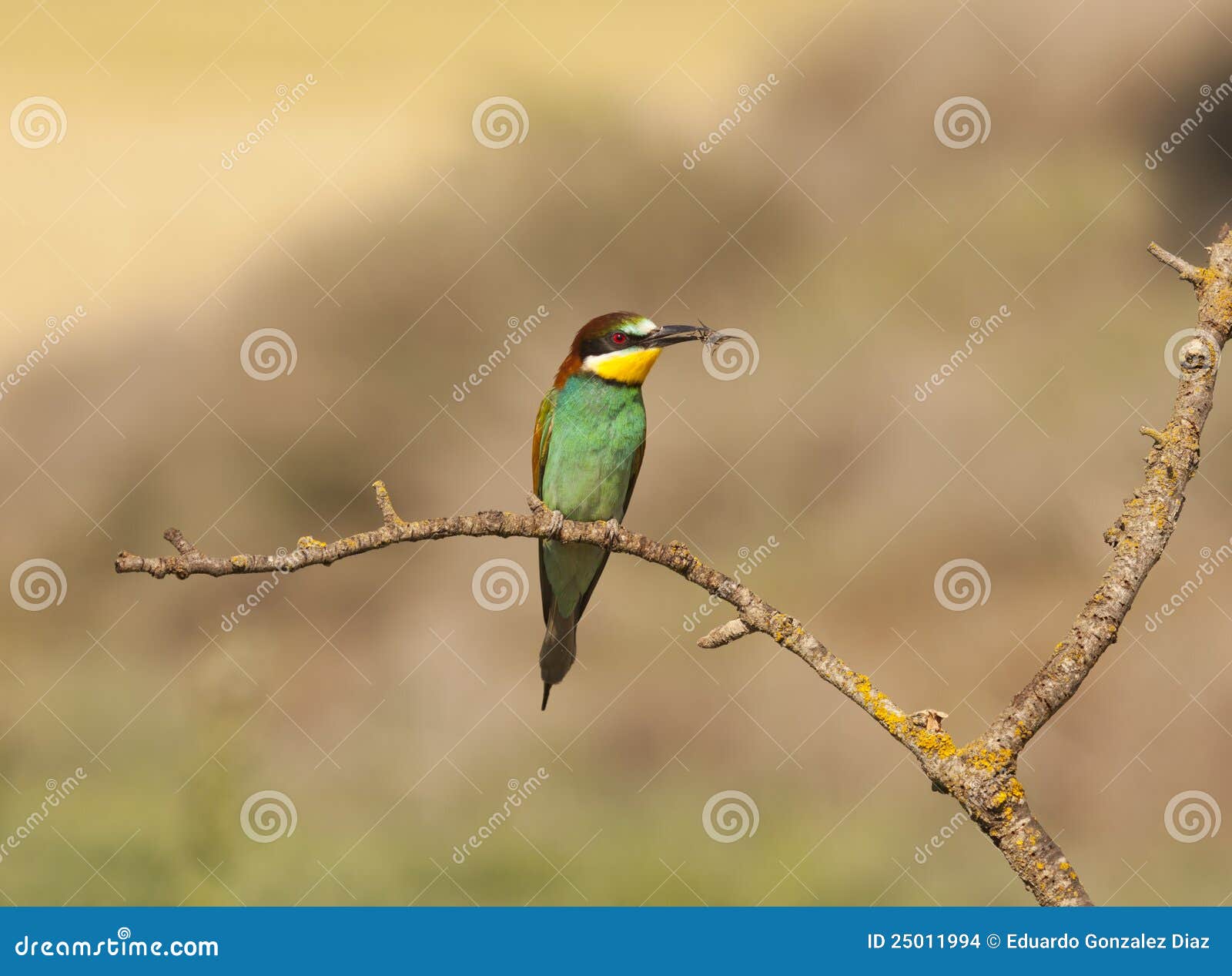 Bee-eater stock photo. Image of nature, merop, bird, partner - 25011994