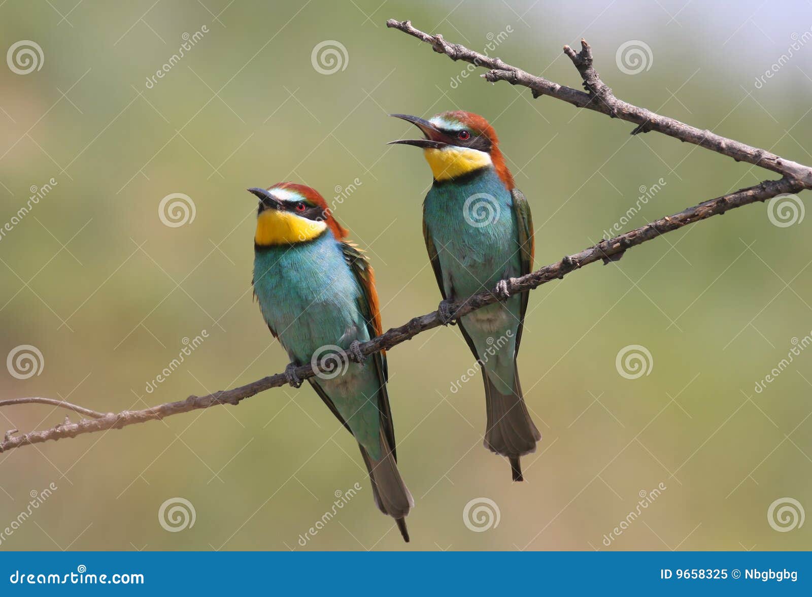 Bee-eater stock image. Image of flap, colours, colourful - 9658325