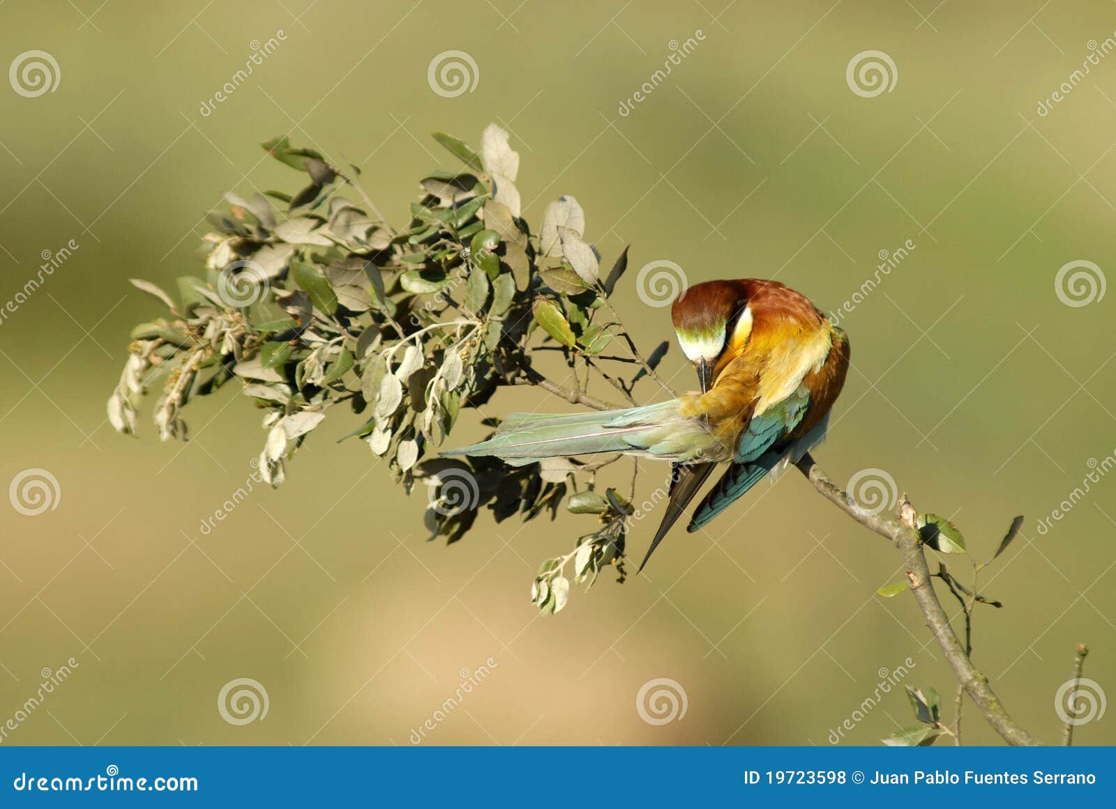 Bee-eater, Arranging the Feathers Stock Photo - Image of eaters, birds ...