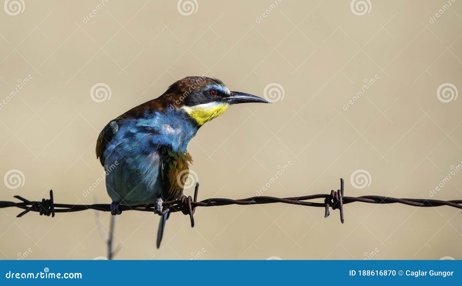 Bee-eater on Barbed Wire stock photo. Image of right - 188616870