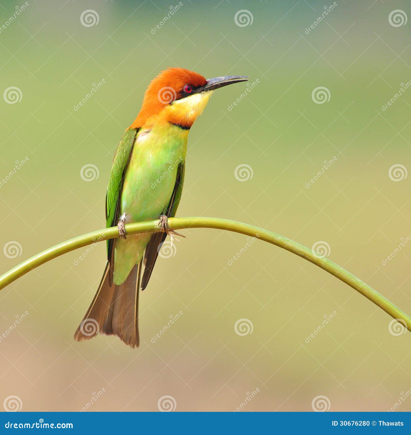 Bee eater Bird stock photo. Image of long, merops, asia - 30676280