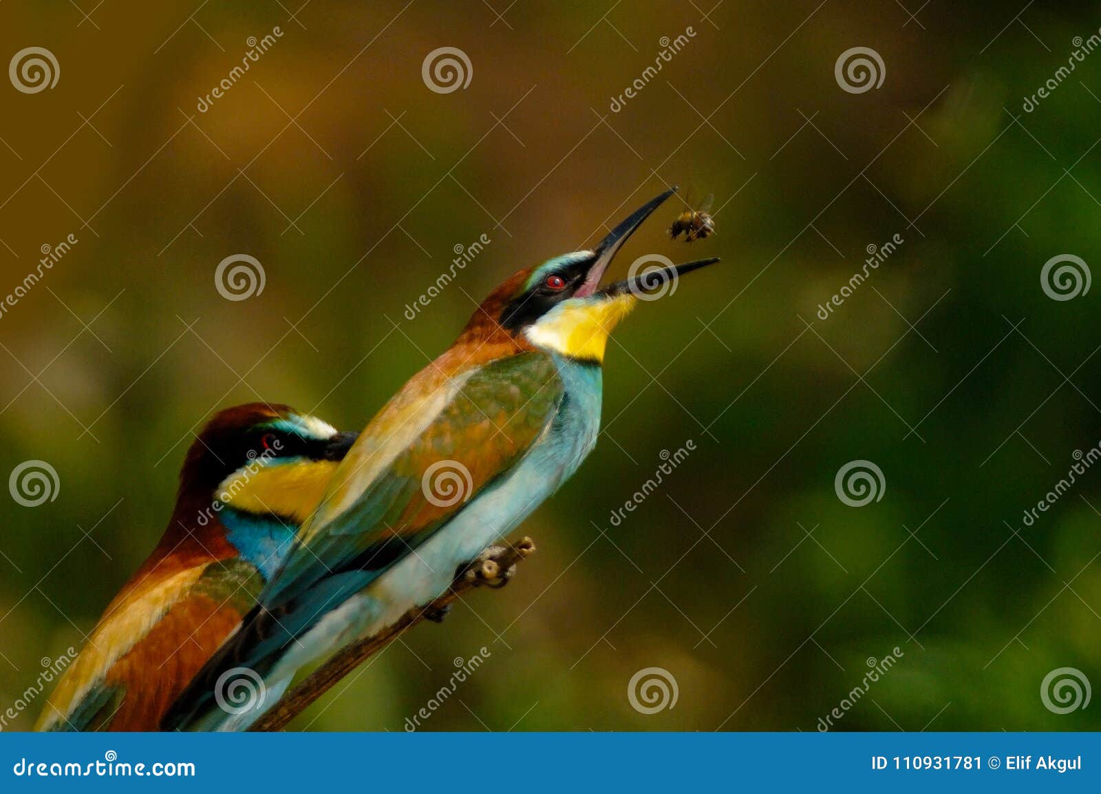 Bee Eater Bird Catching Prey Stock Image - Image of nature, colors ...