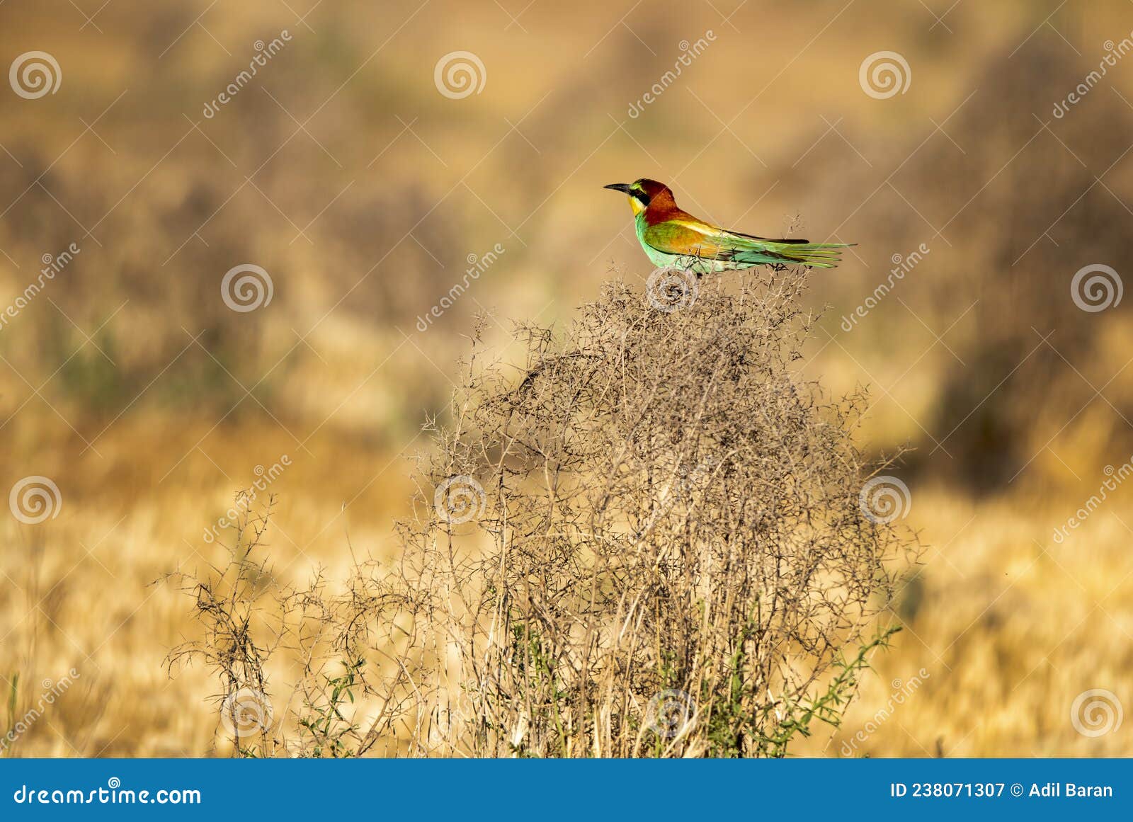 A bee eater bird stock image. Image of wildlife, nature - 238071307