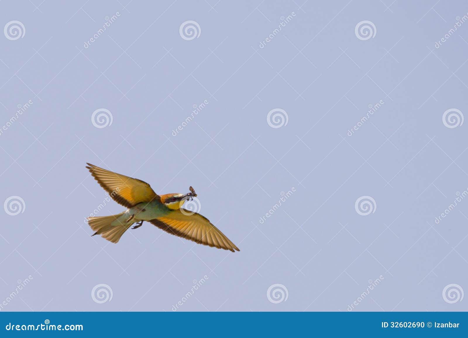 A Bee Eater Bird Flying with a Butterfly Stock Photo - Image of beak ...