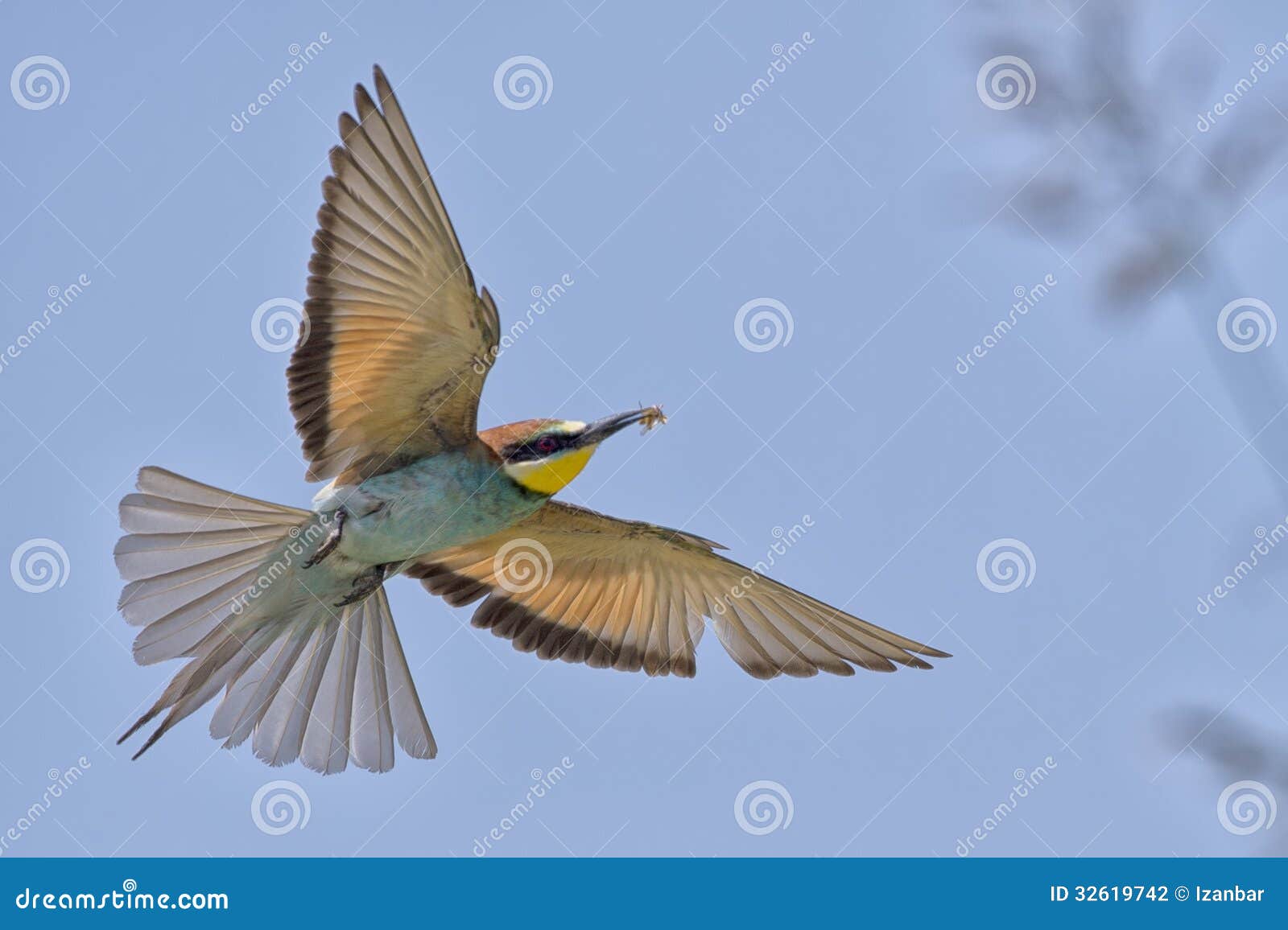 A Bee Eater Bird Flying with a Butterfly Stock Photo - Image of ...