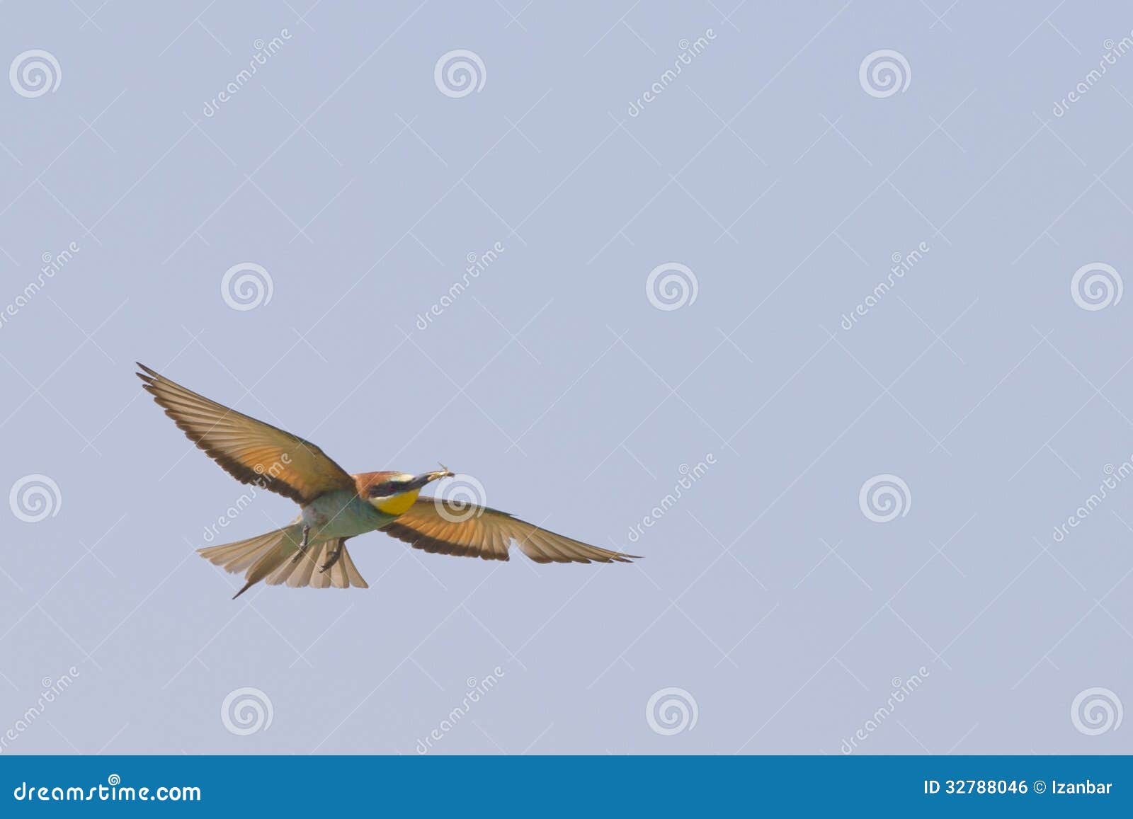 Bee Eater Bird while Flying Stock Photo - Image of yellow, bird: 32788046