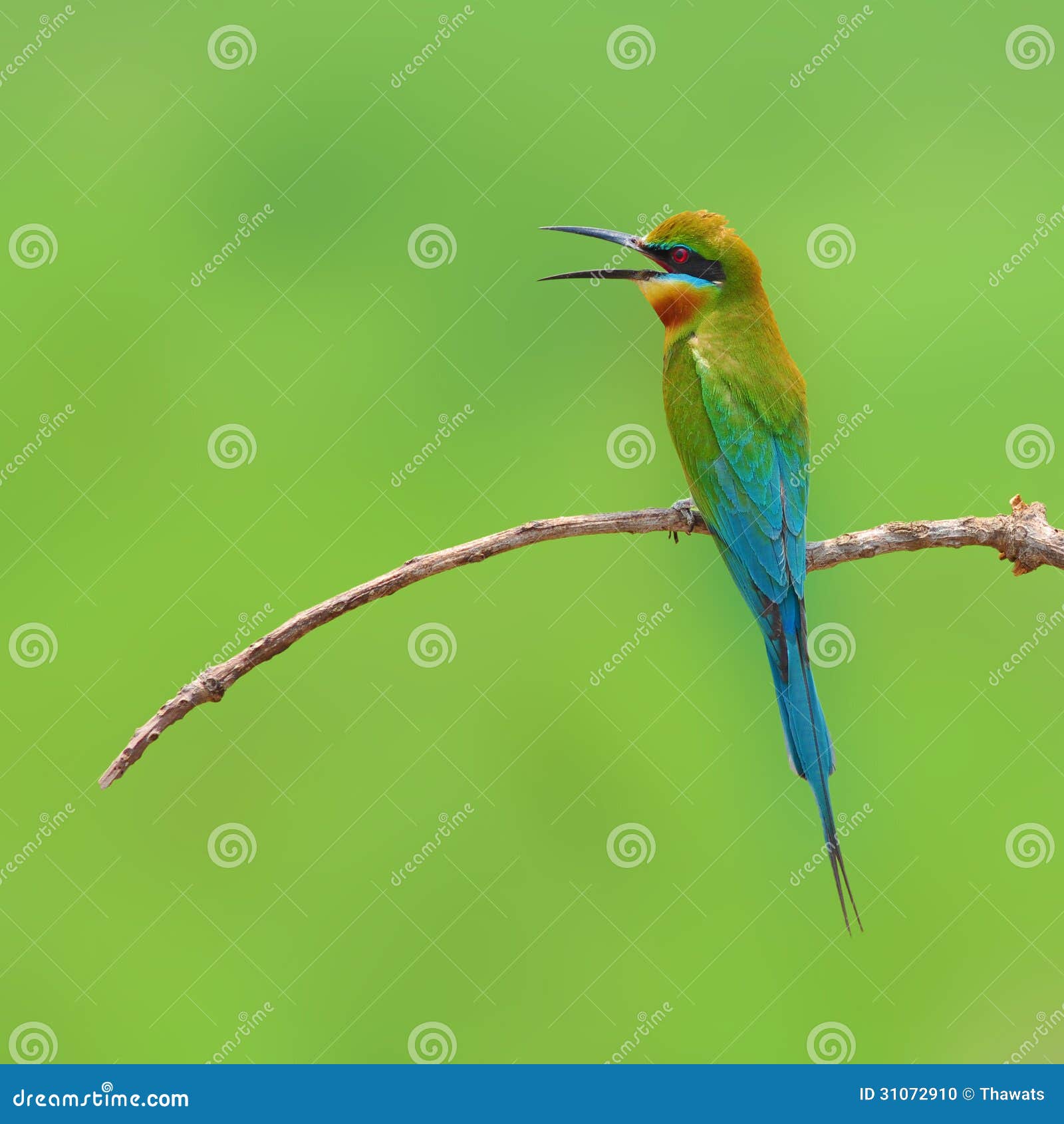 Bee eater Bird stock photo. Image of hunt, asian, brown - 31072910