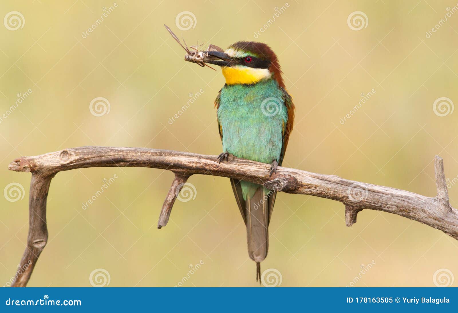 Bee-eater Caught Prey. Beautiful Colorful Bird Stock Image - Image of ...