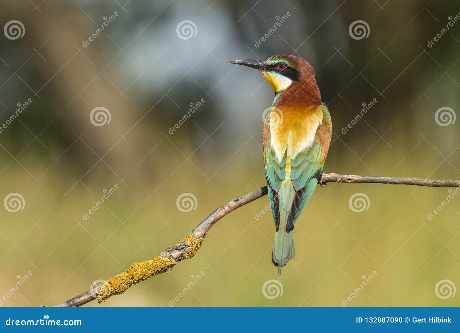 Bee-eater, Merops Apiaster. a Insect Eating Bird Stock Photo - Image of ...