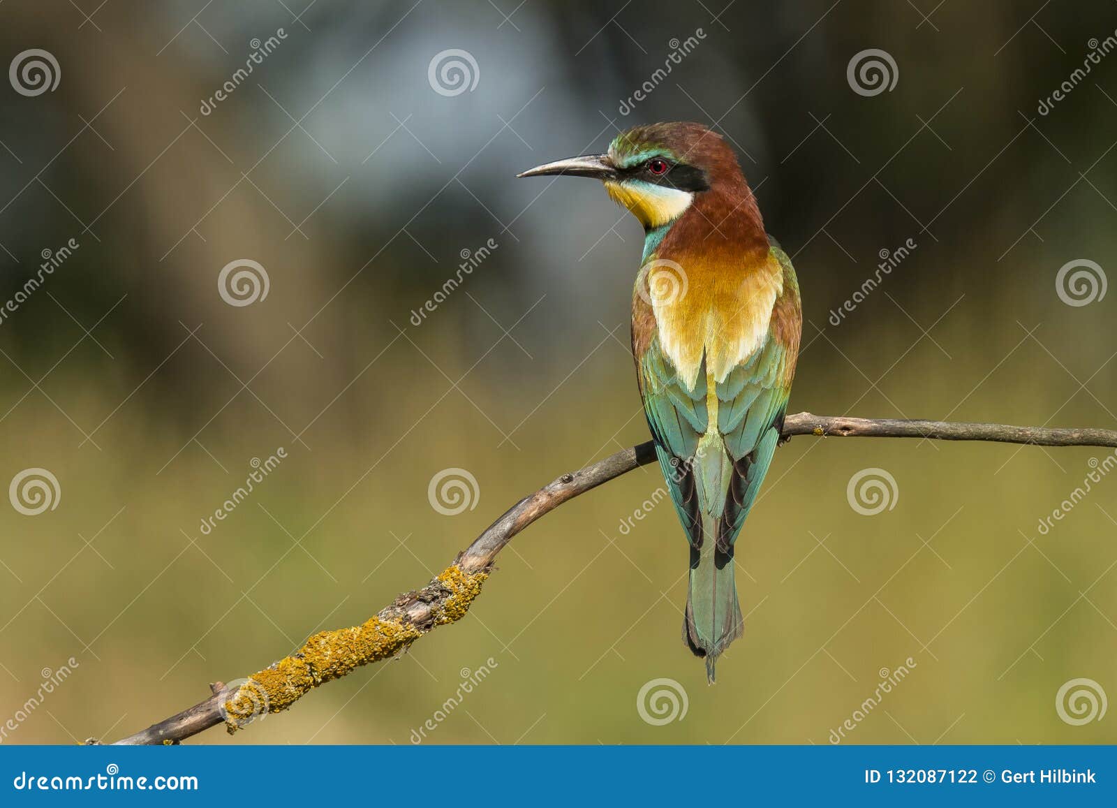 Bee-eater, Merops Apiaster. a Insect Eating Bird Stock Photo - Image of ...