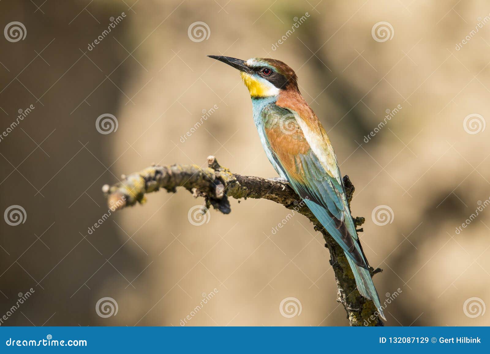 Bee-eater, Merops Apiaster. a Insect Eating Bird Stock Image - Image of ...