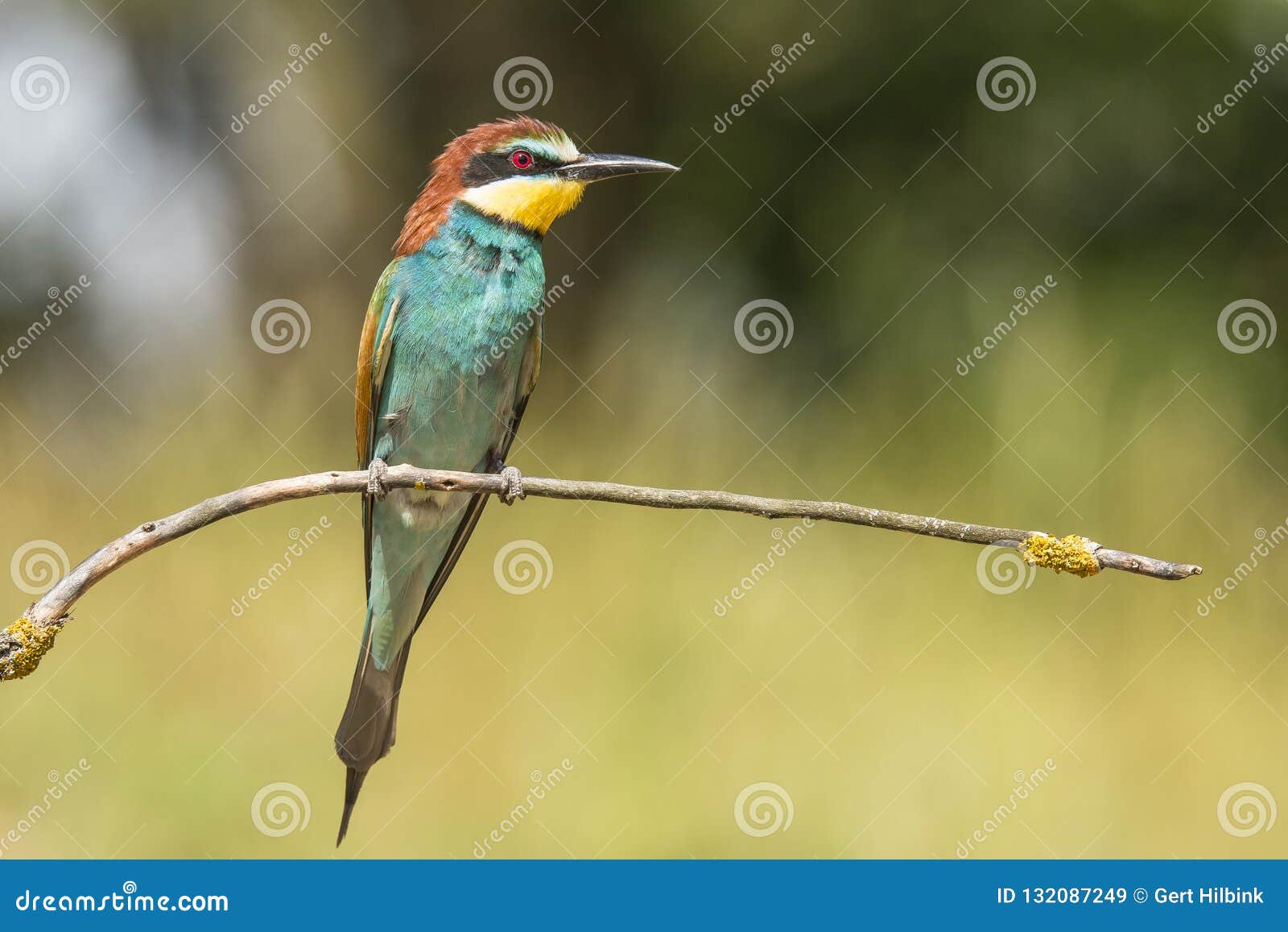 Bee-eater, Merops Apiaster. a Insect Eating Bird Stock Image - Image of ...
