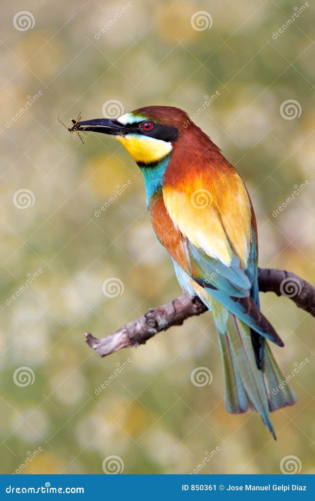 Bee-eater De Los Colores Del Arco Iris Imagen de archivo - Imagen de ...