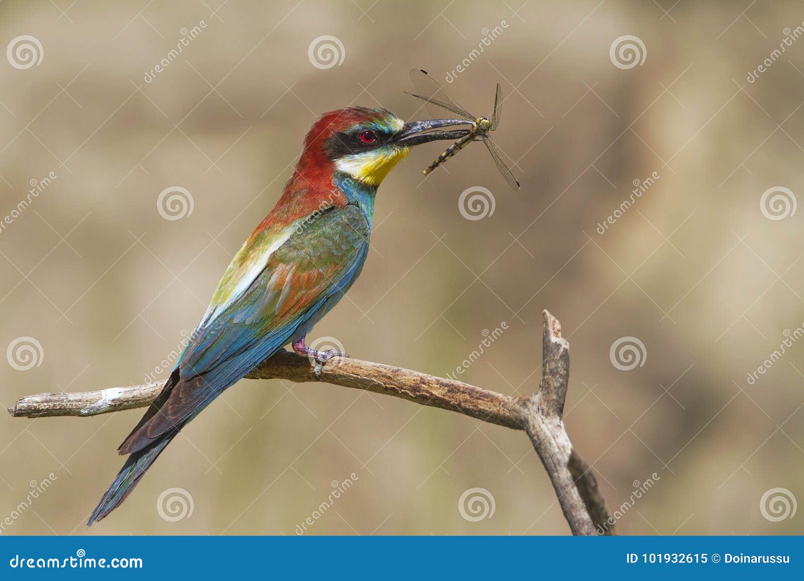 Bee eater with dragonfly stock image. Image of summer - 101932615
