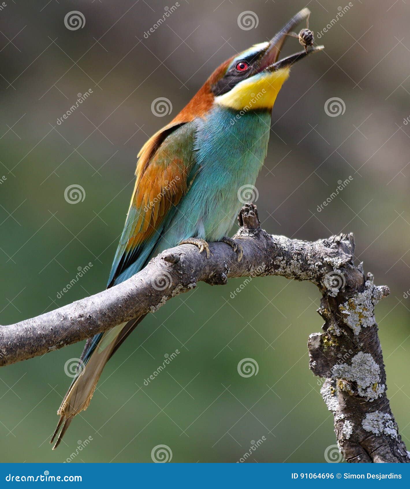 Bee-eater stock photo. Image of eating, eater, beeeater - 91064696
