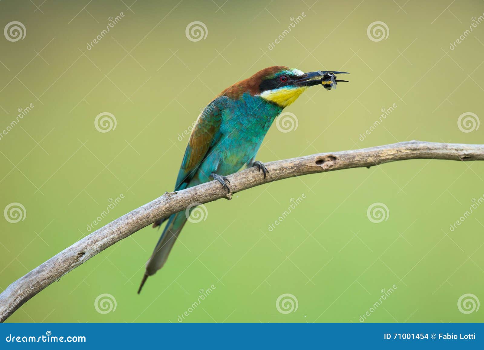 Bee-eater eating an insect stock photo. Image of meropidae - 71001454