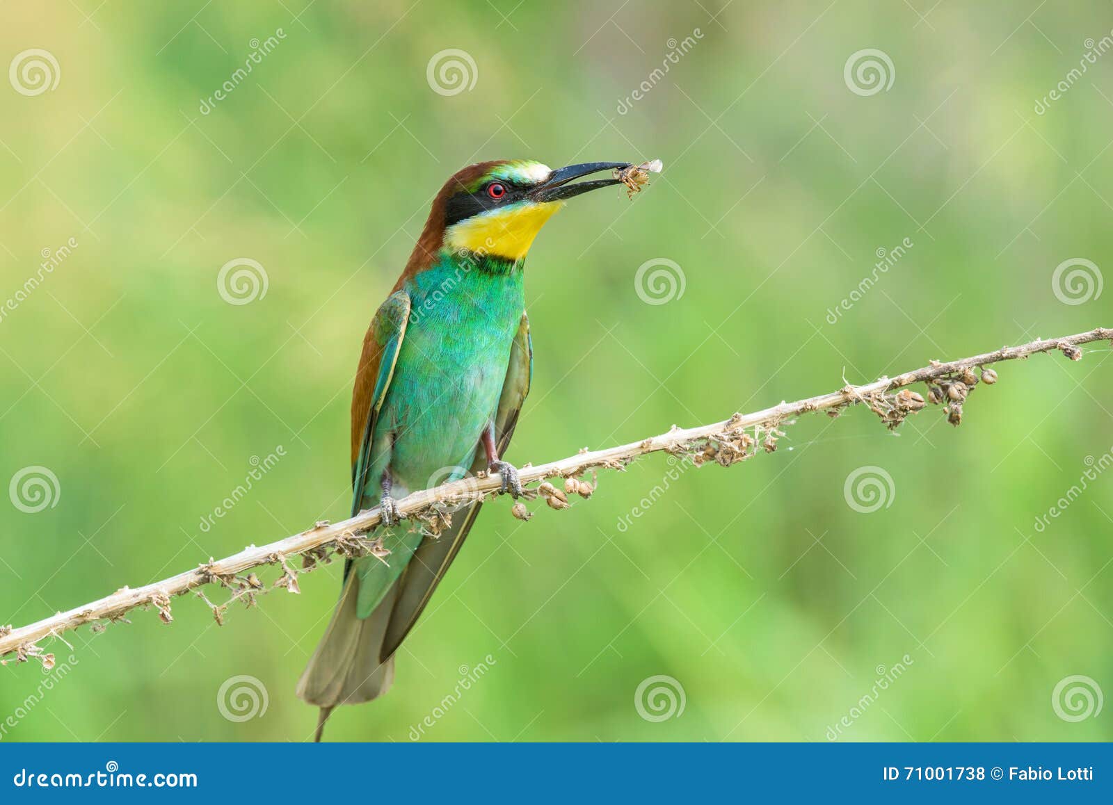 Bee-eater eating an insect stock photo. Image of eater - 71001738