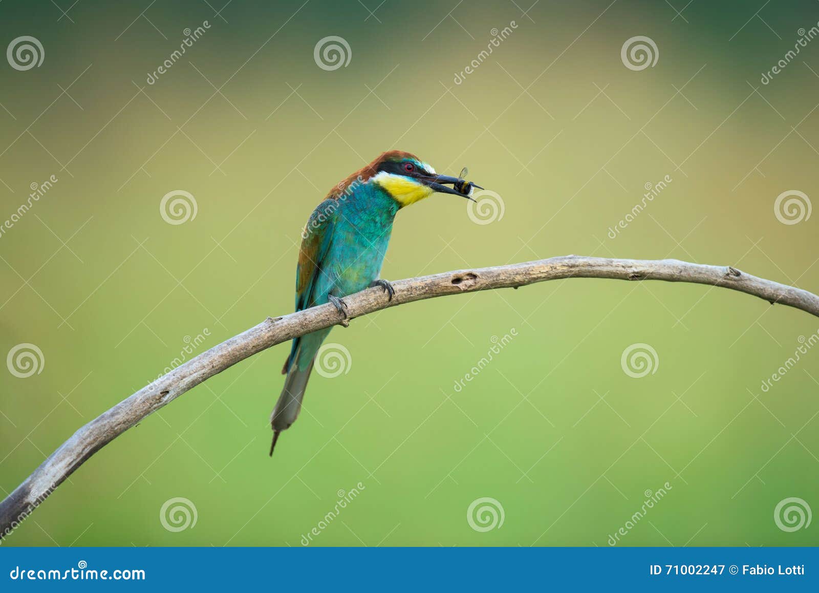 Bee-eater eating an insect stock image. Image of fauna - 71002247