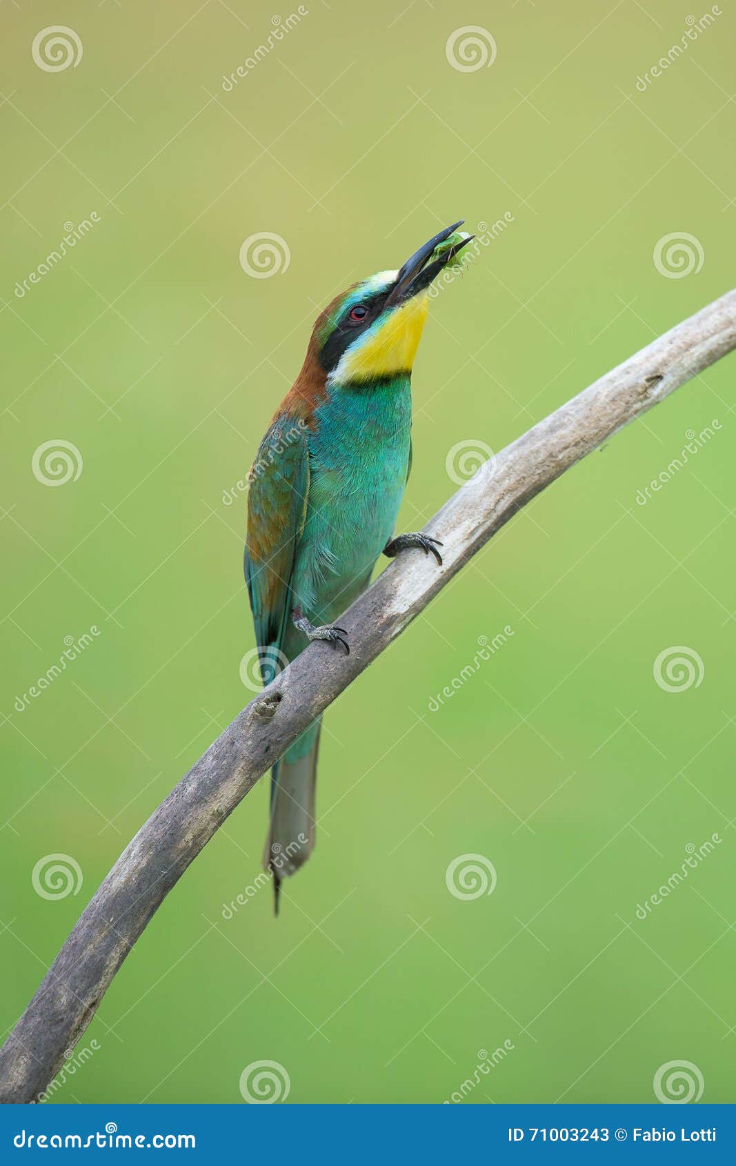 Bee-eater eating an insect stock image. Image of wild - 71003243