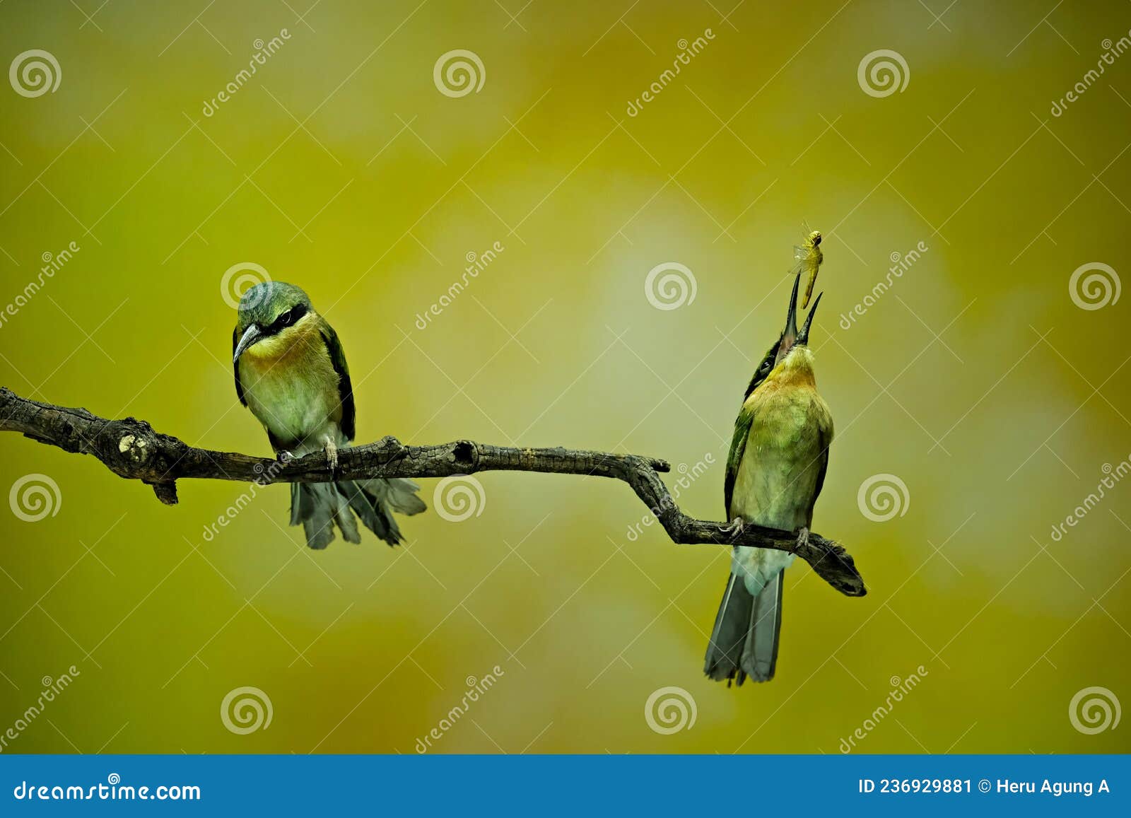 The Bee Eater is Eating Insects Stock Image - Image of ...