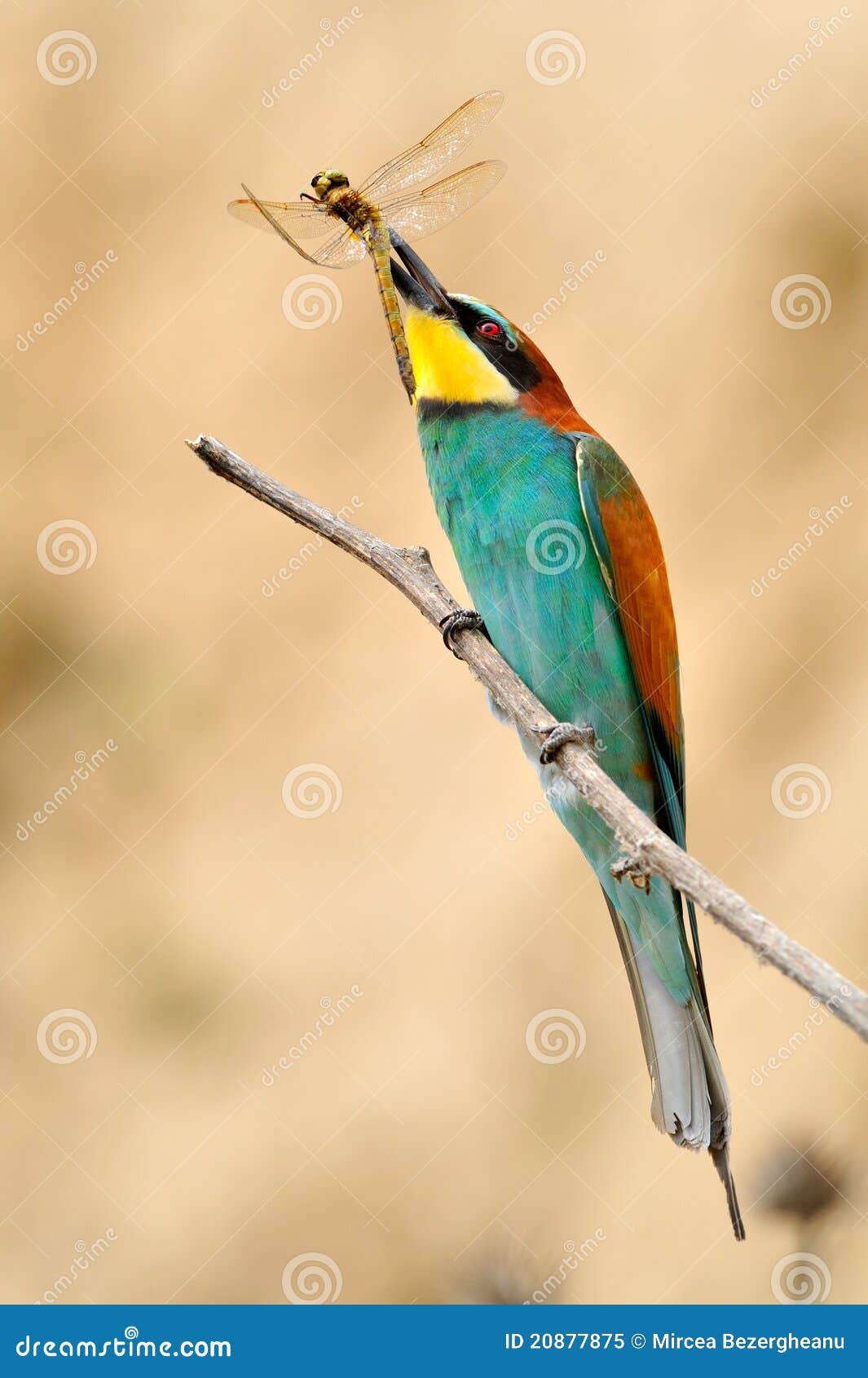 Bee-eater Europeo (Merops Apiaster) Immagine Stock - Immagine di ...