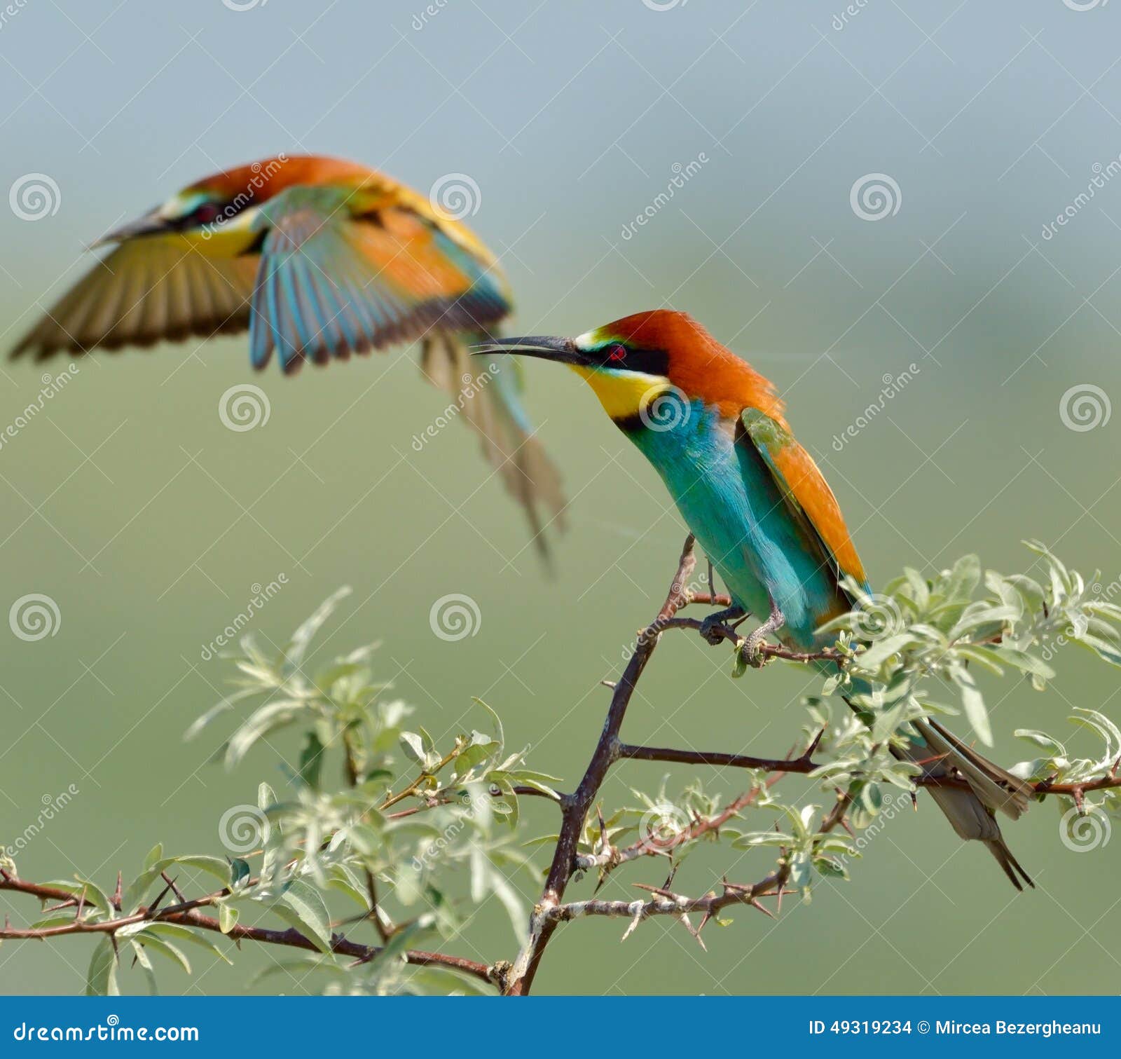 Bee-eater Europeo (Merops Apiaster) Esterno Fotografia Stock - Immagine ...