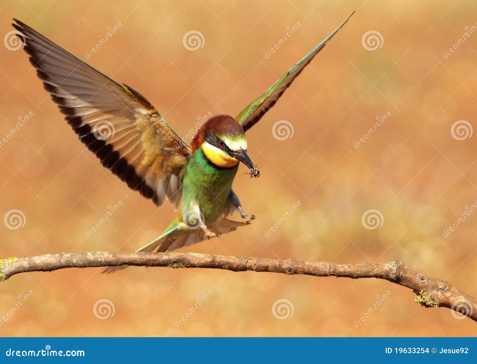 Bee-eater in flight stock photo. Image of flight, eater - 19633254
