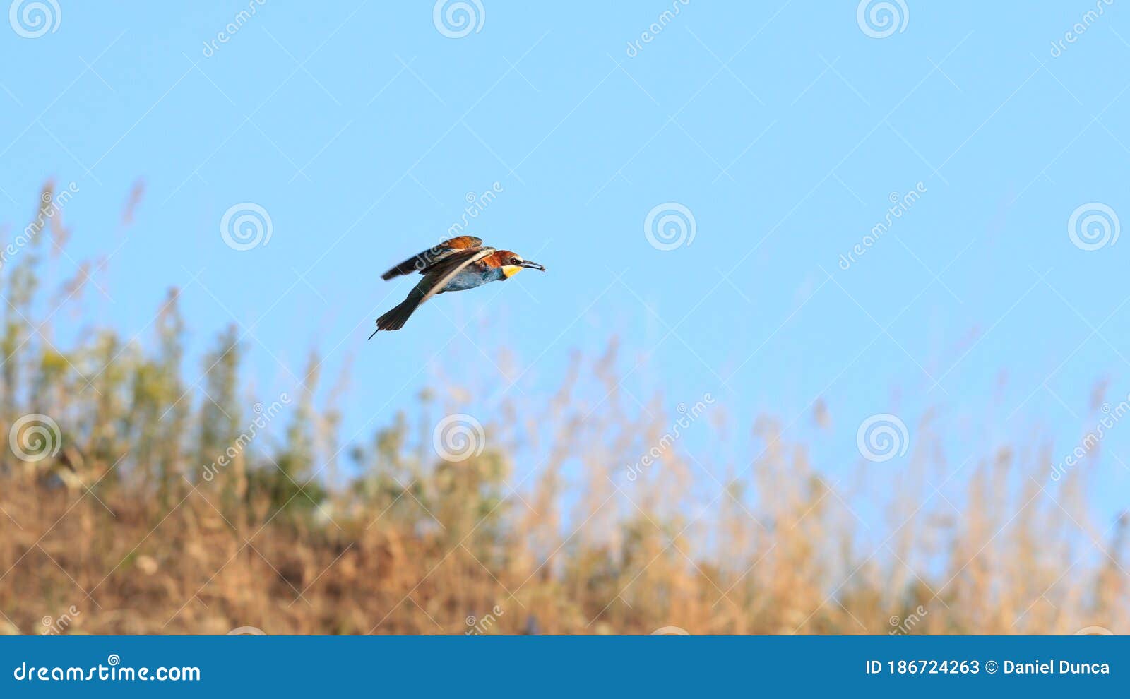 Bee-eater Flying in a Dynamic Pose. Stock Image - Image of animal ...