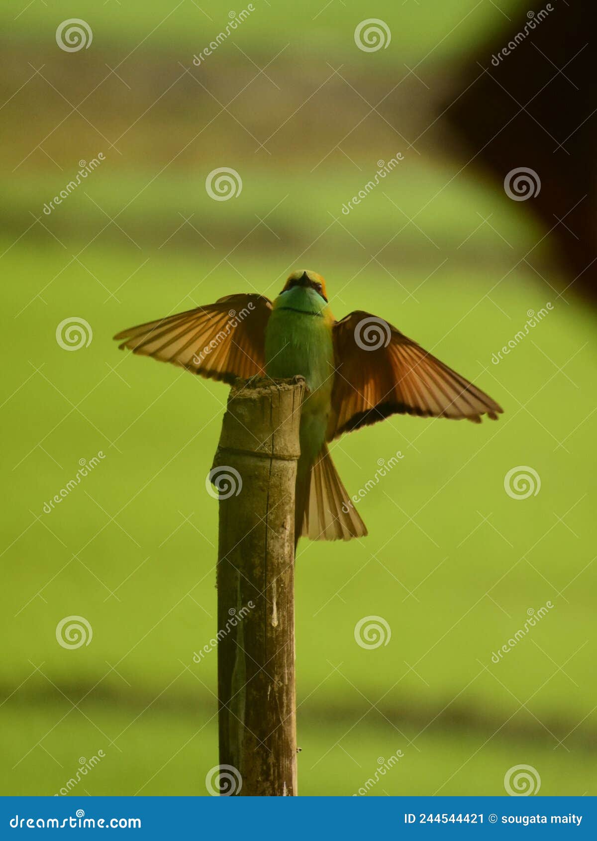 Bee eater in flying mode stock image. Image of beak - 244544421