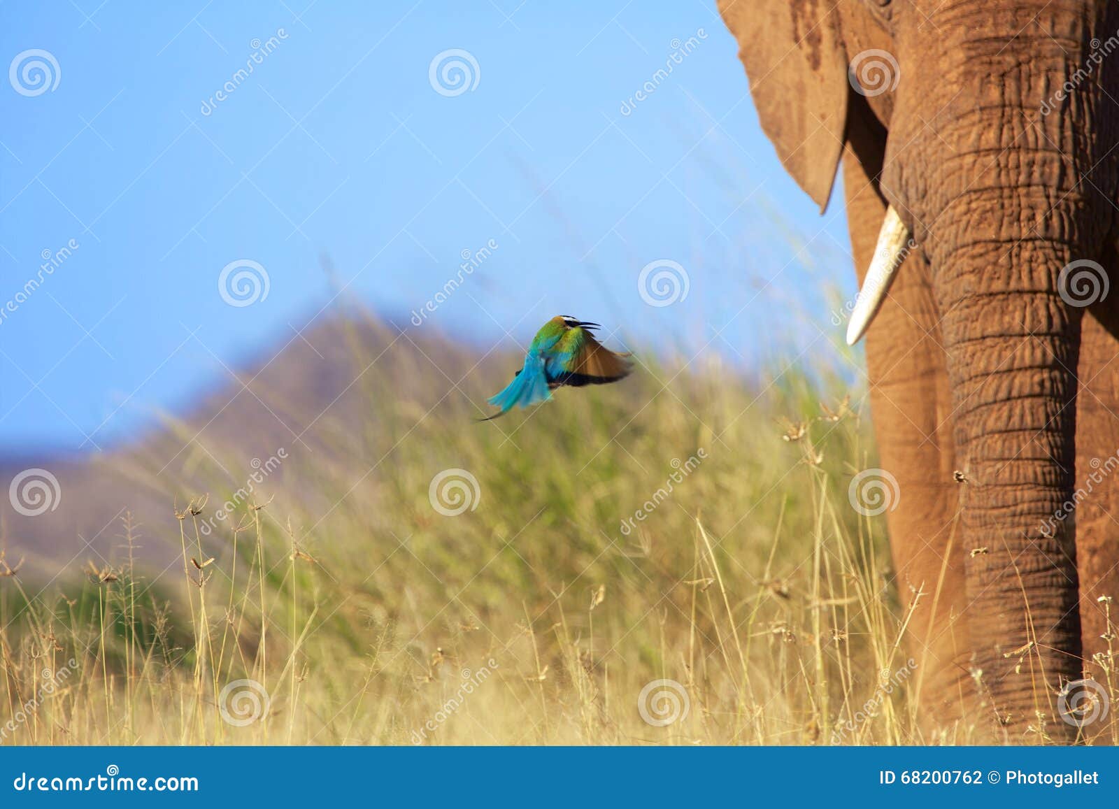 Bee Eater Flying Near an Elephant at Samburu Stock Photo - Image of ...