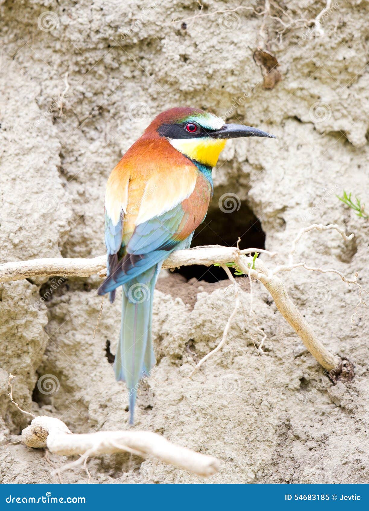 Bee-eater in front of nest stock image. Image of nature - 54683185